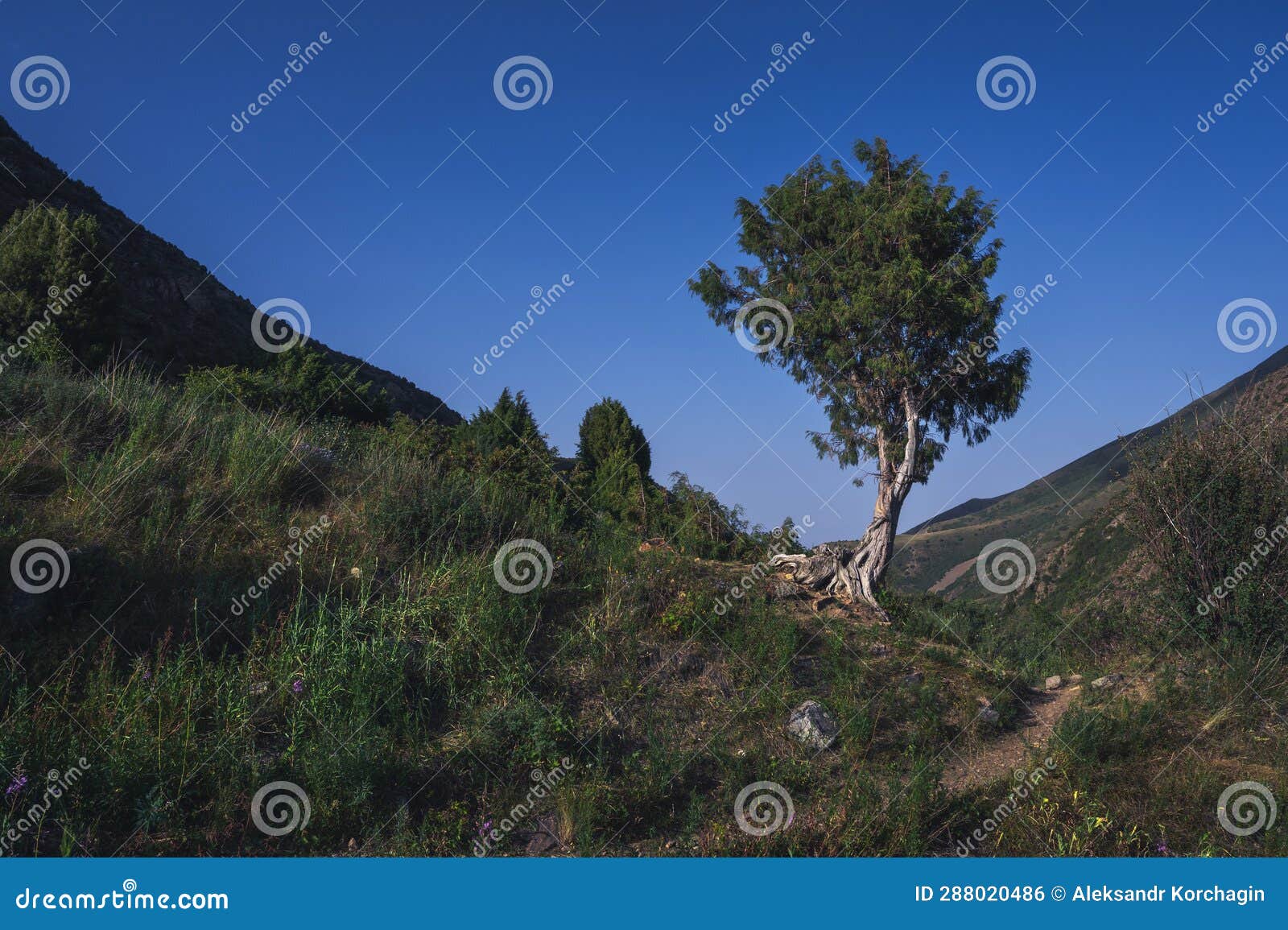 Juniper Archa Tree in a Field in Mountains in Summer Stock Photo ...