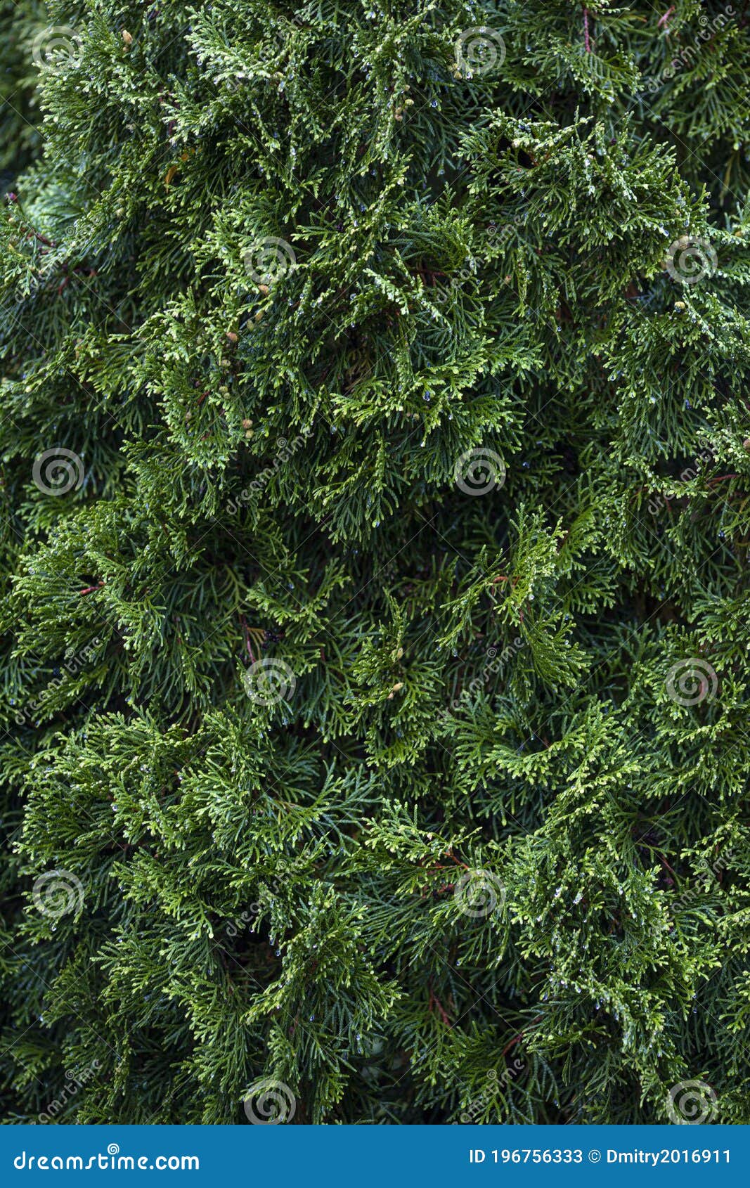 Juniper Background. Branches and Leaves As a Background. Stock Image ...