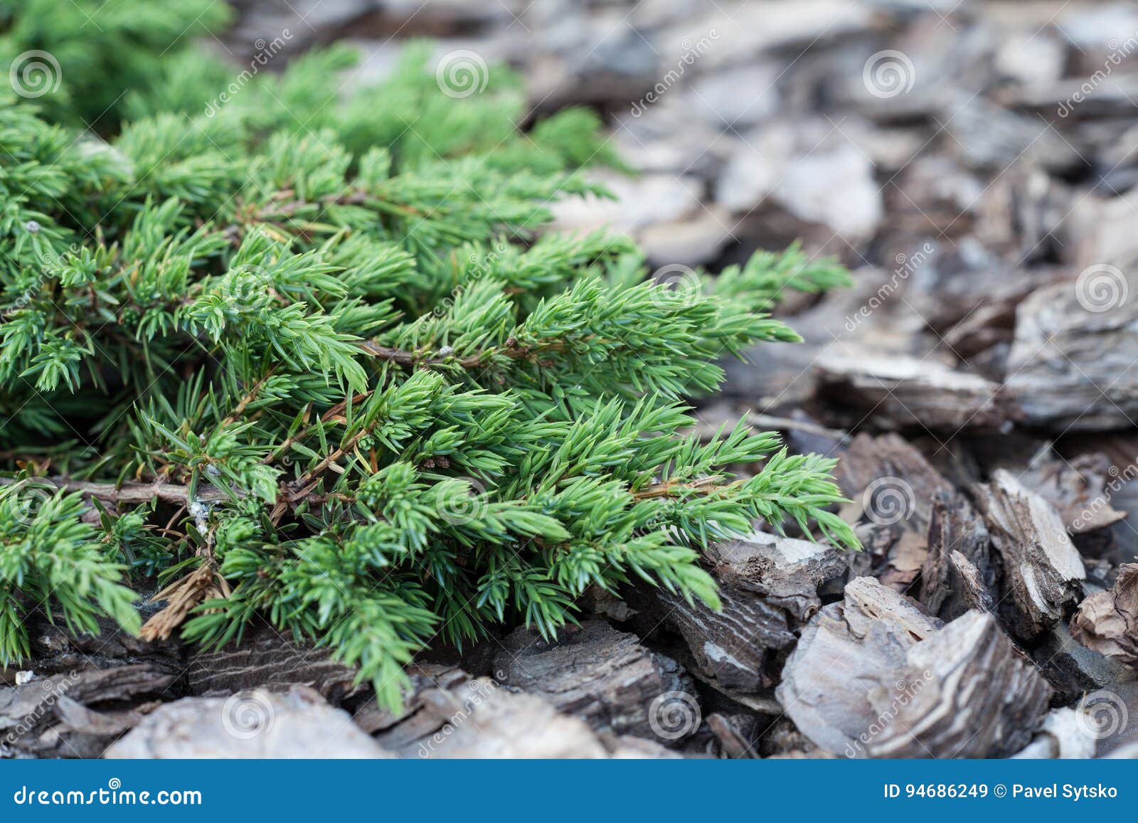 Juniper in the Background of a Tree Bark Stock Image - Image of coating ...
