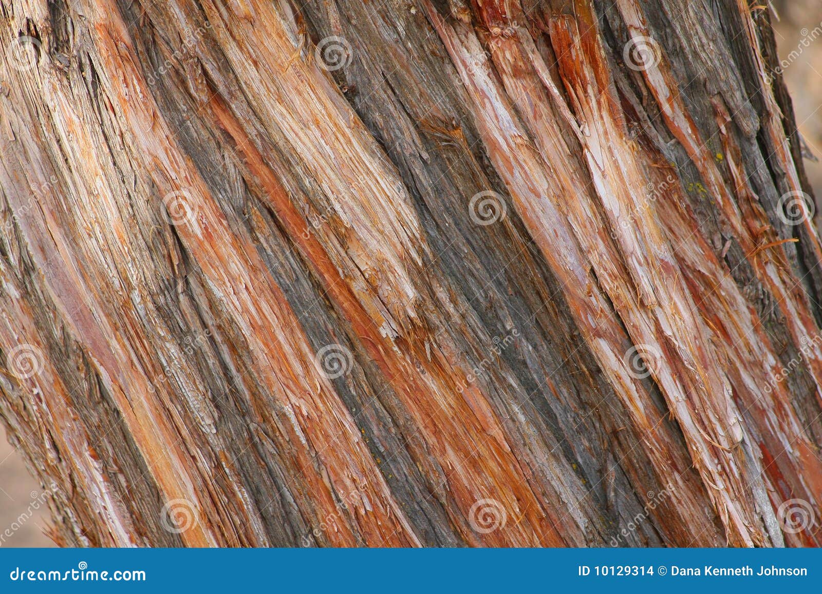 Juniper Bark stock photo. Image of oregon, rustic, gnarly - 10129314