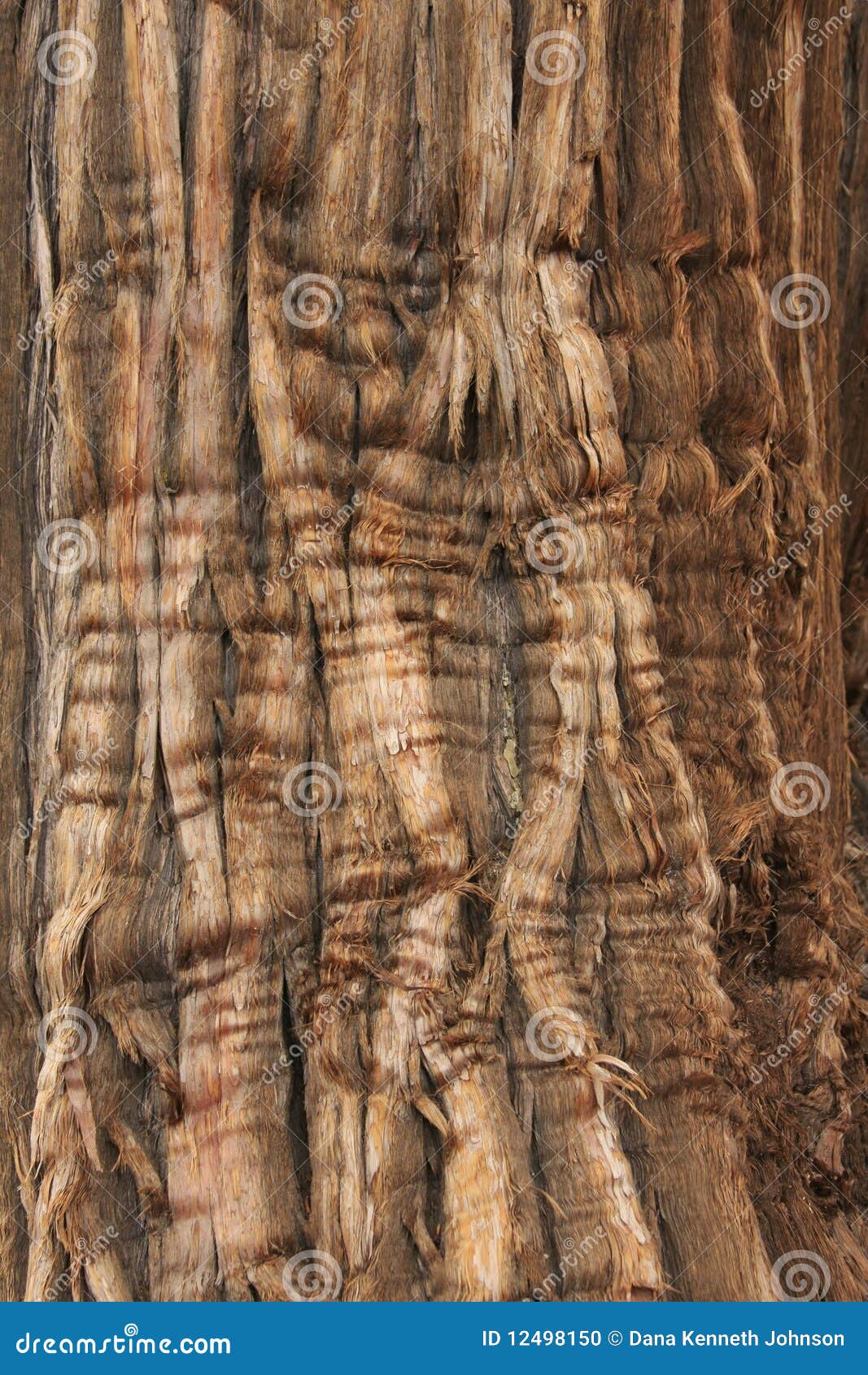 Juniper Bark stock photo. Image of desert, woodgrain - 12498150