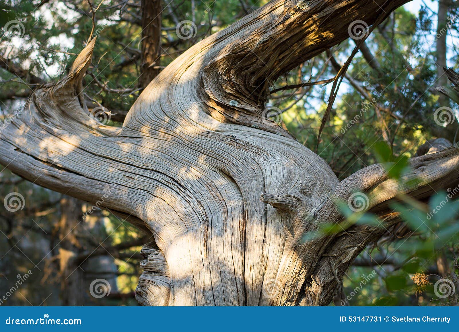 Juniper bark. stock image. Image of conifer, bark, environment - 53147731