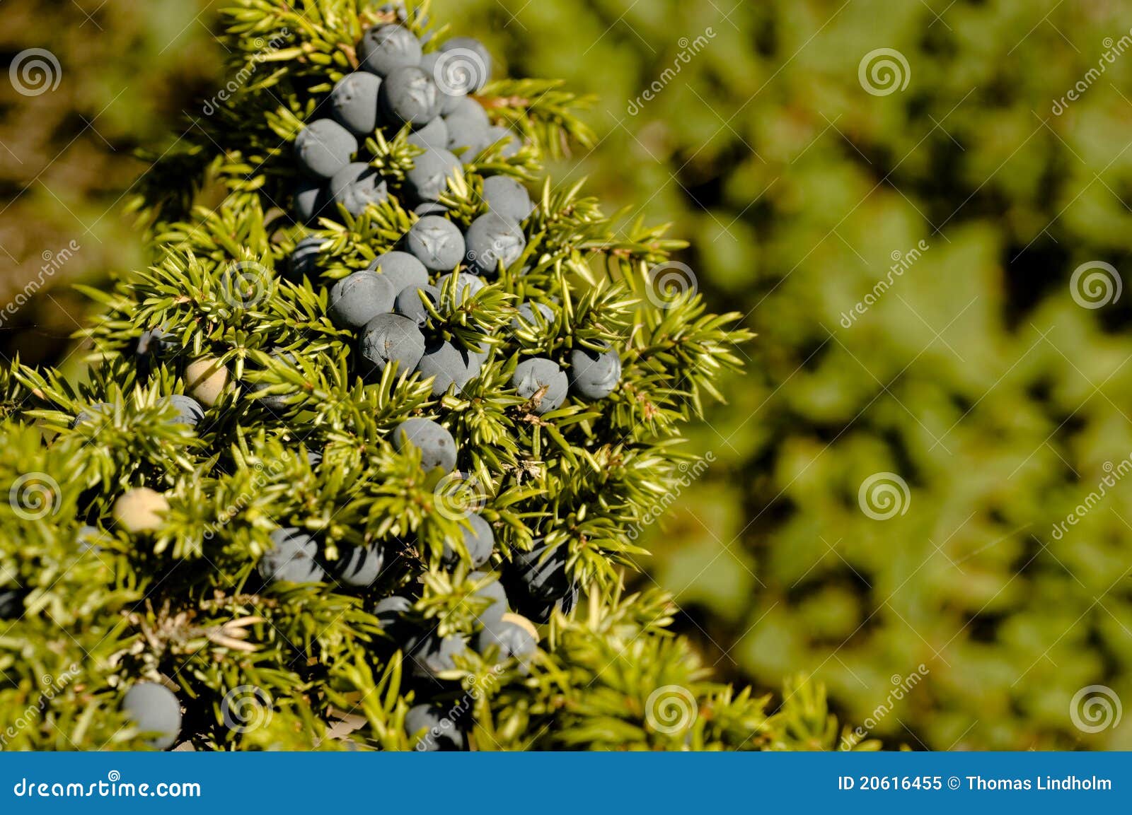 Juniper berries stock image. Image of mountain, aromatherapy - 20616455