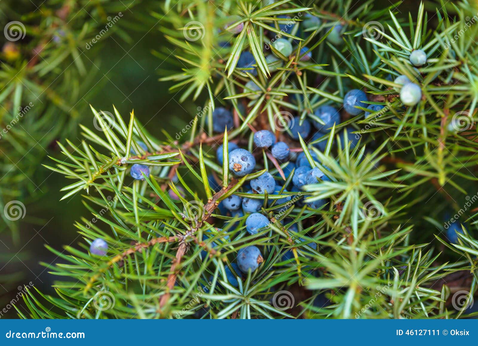 Juniper berries stock image. Image of conifer, juniperus - 46127111