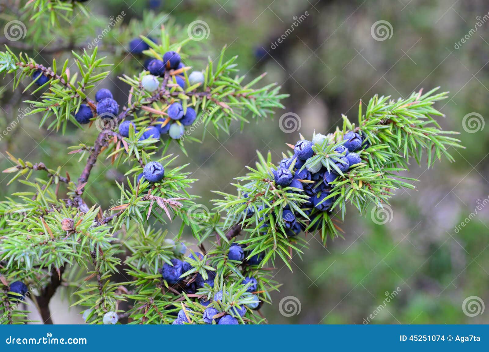 Juniper berries stock photo. Image of conifer, smell - 45251074