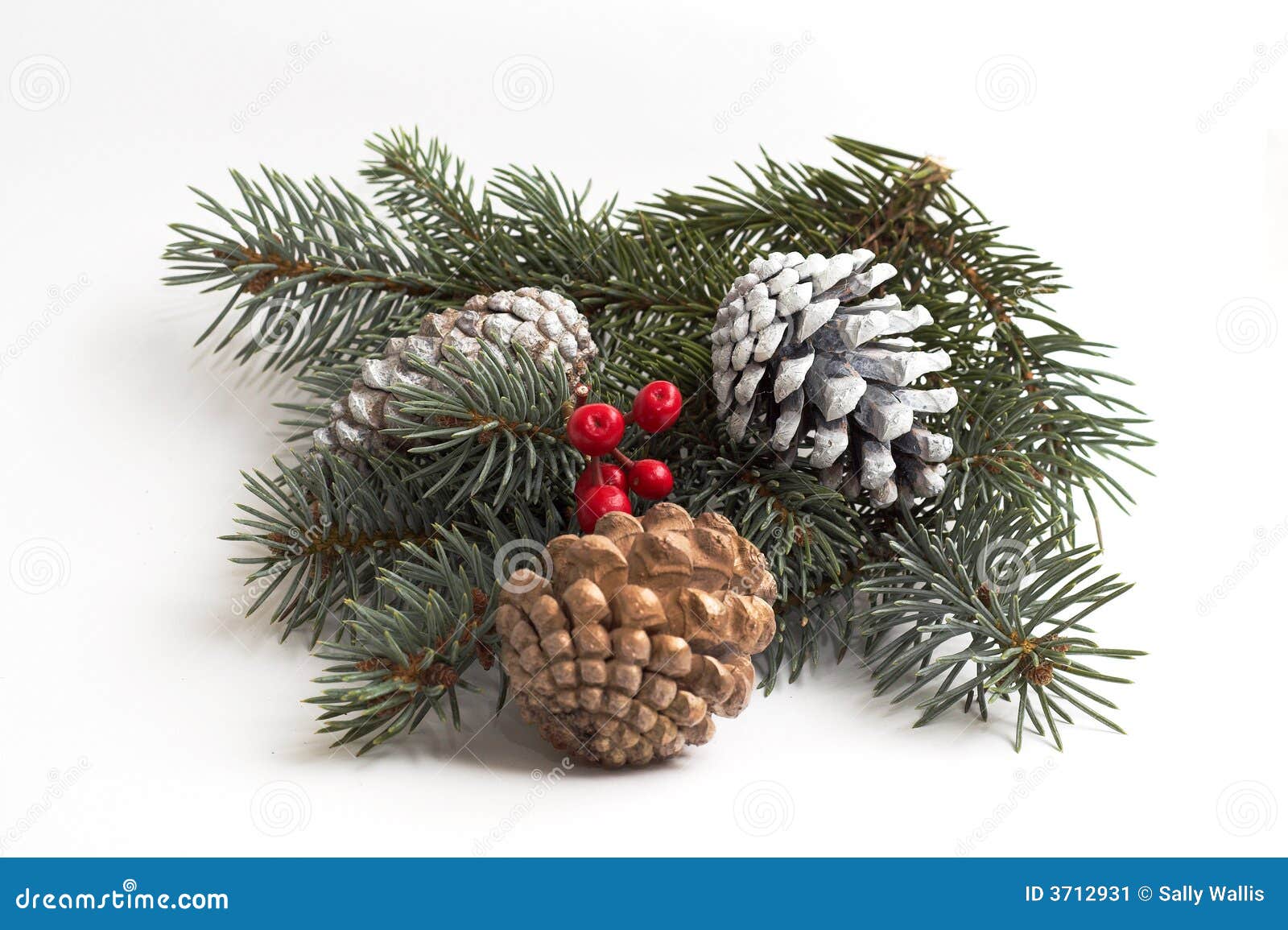 Juniper Berries & Cones Stock Image - Image of pines, christmas: 3712931
