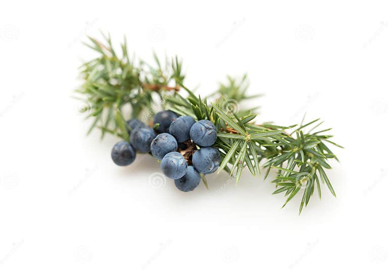 Juniper Berries stock photo. Image of fruit, cone, colors - 45874952