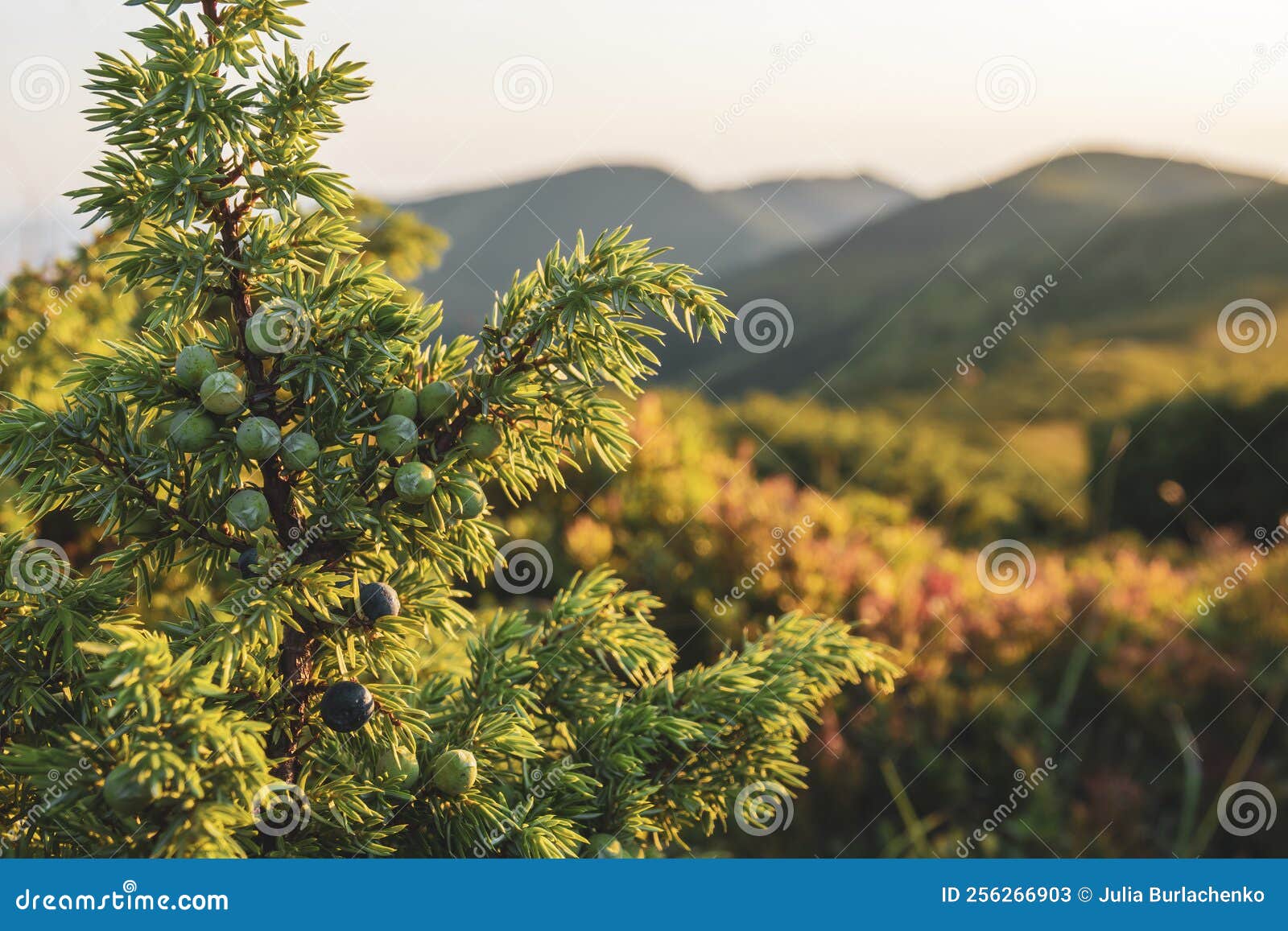 Juniper Berries Growing High in the Mountains Stock Image - Image of ...