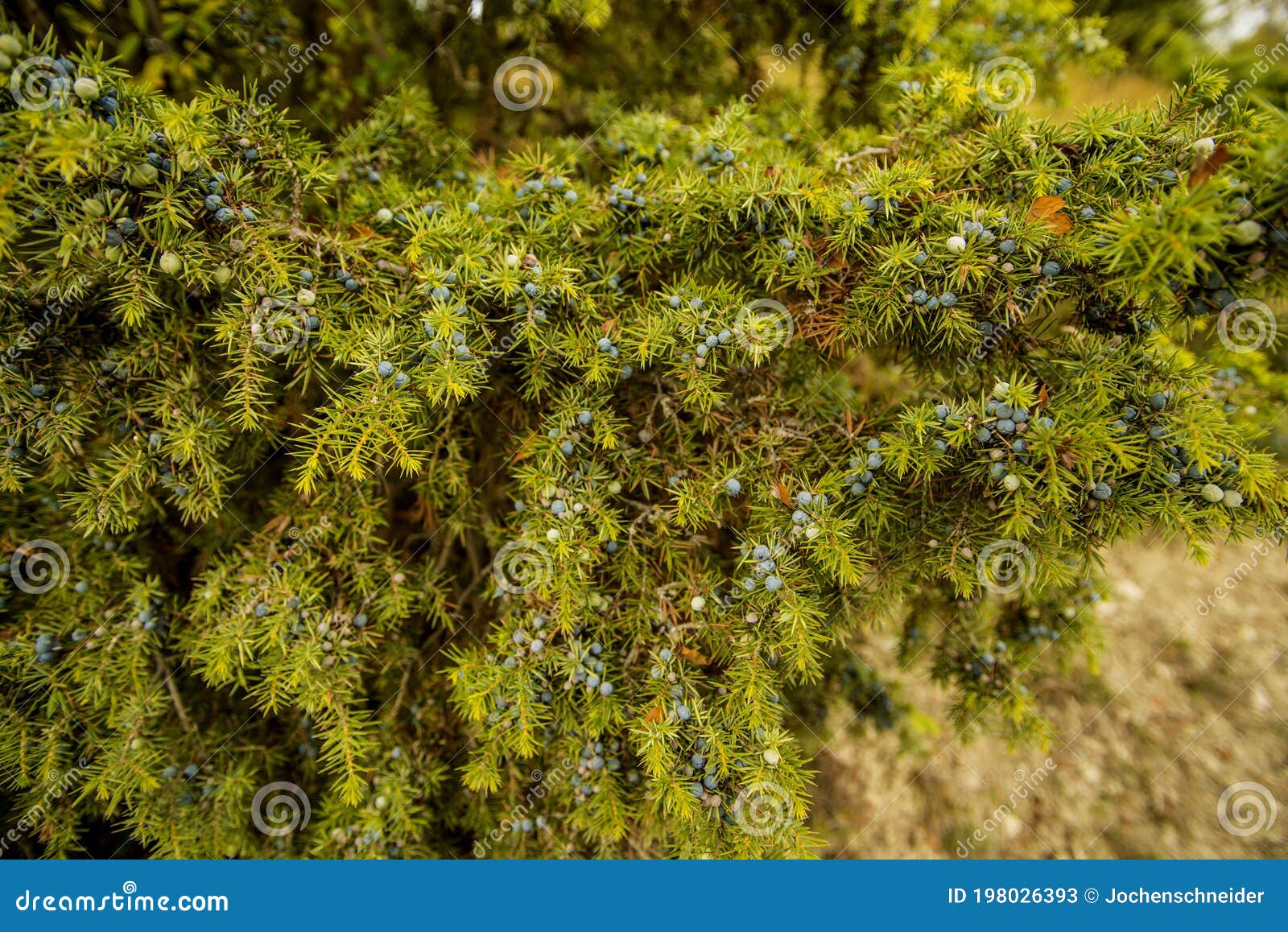 Juniper Berries on Its Bush Stock Image - Image of healthy, juniper ...