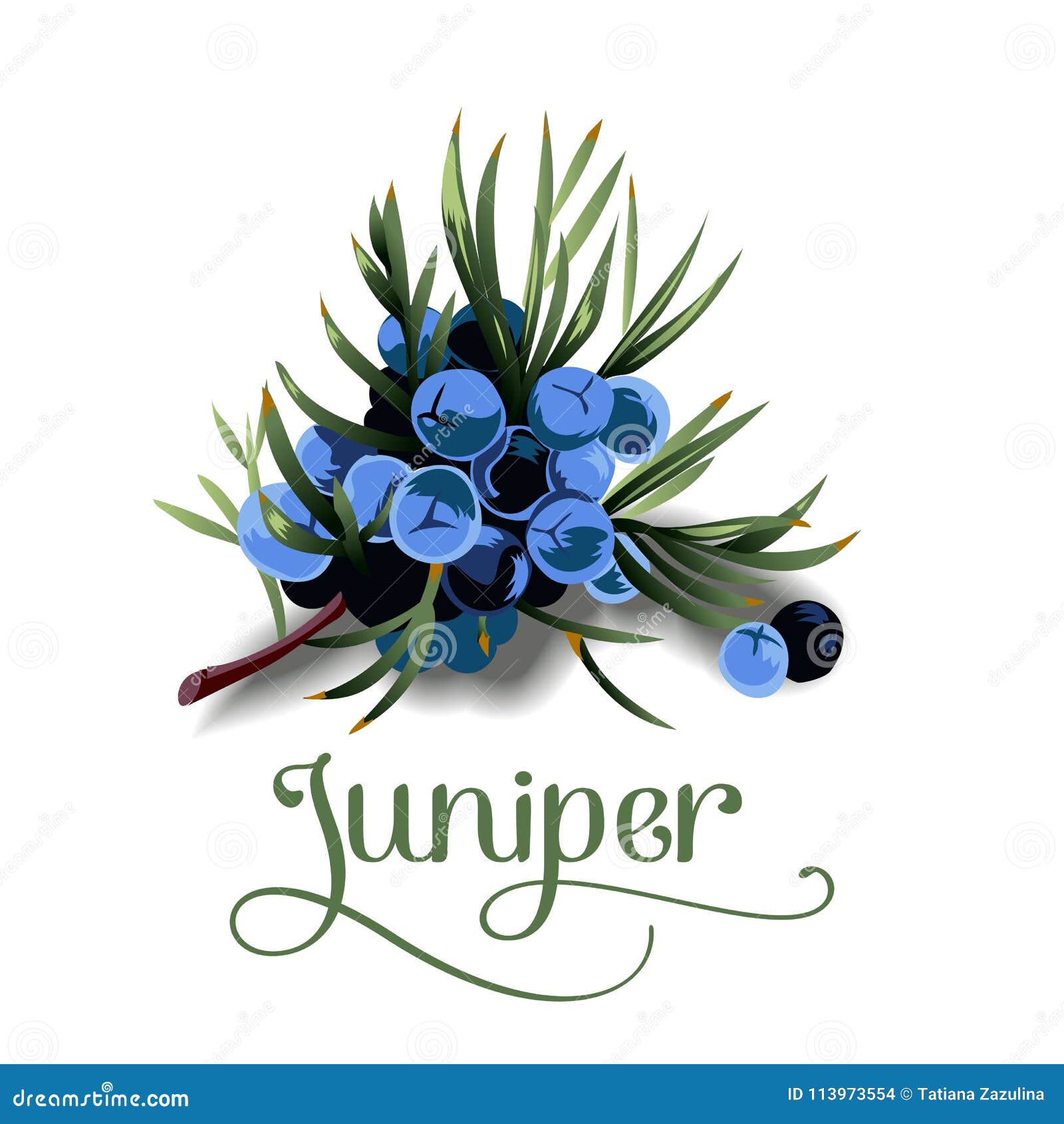 Juniper Berries, Sketch Vector Illustration. Spice, Aromatherapy ...