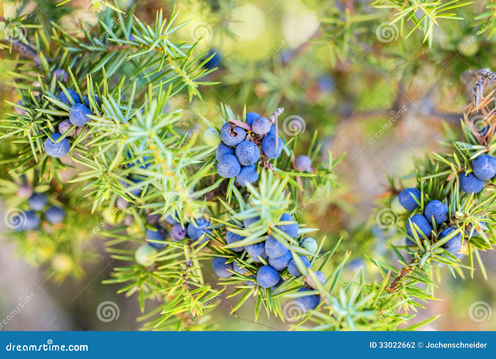 Juniper berries stock photo. Image of berries, cuisine - 33022662