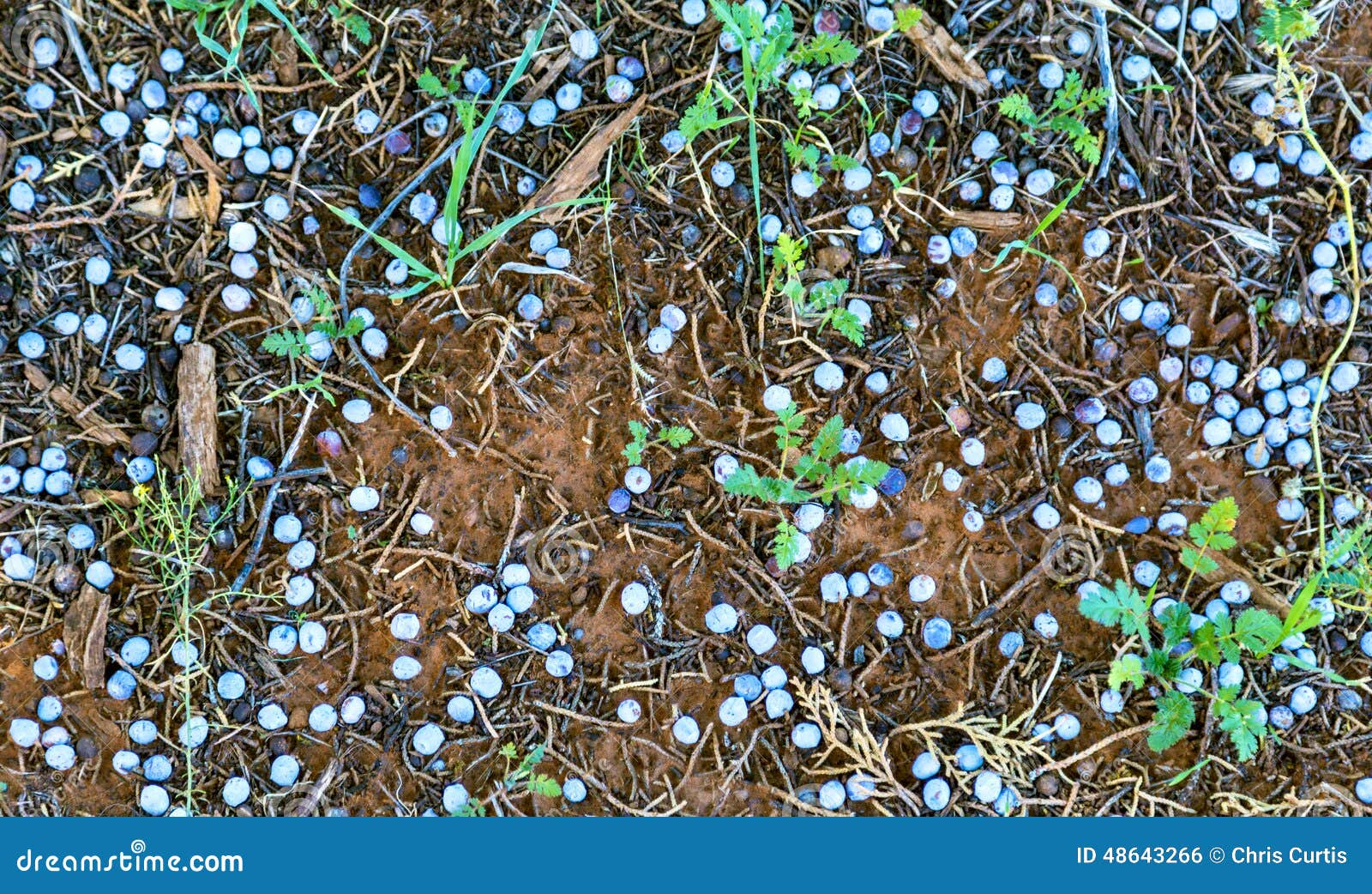 Juniper Berries Scattered on the Ground Stock Photo - Image of ...