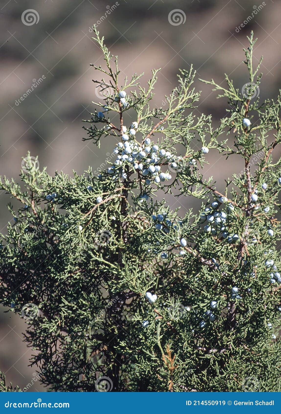 Juniper Berries on the Shrub, Colorado Stock Image - Image of organic ...