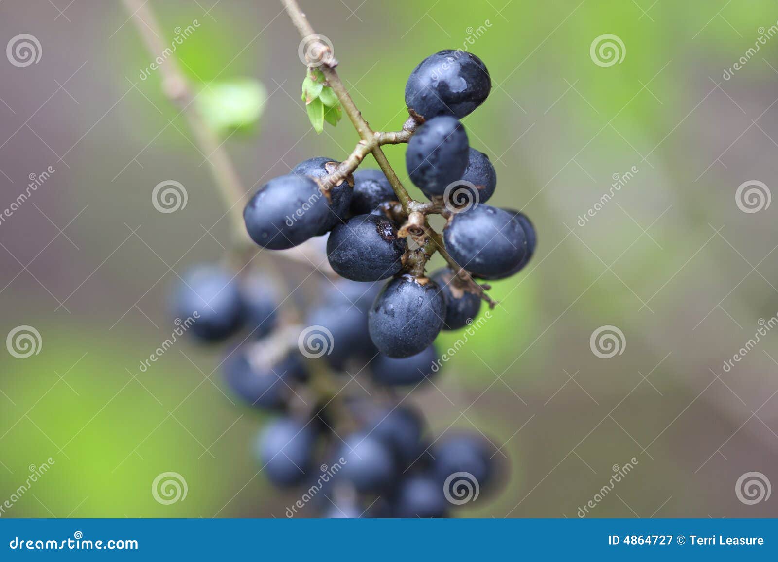 Juniper Berries in Spring stock image. Image of berry - 4864727