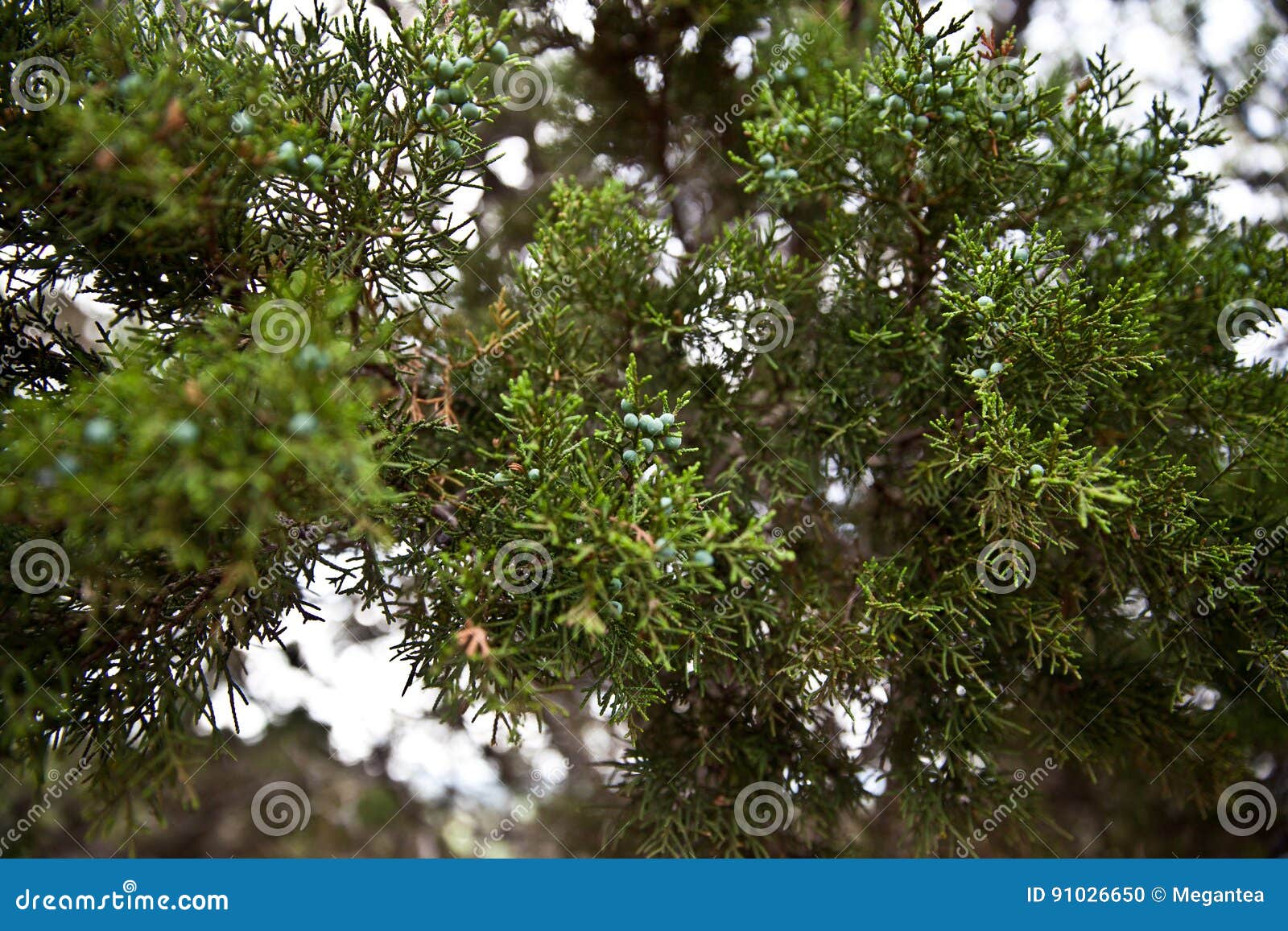 Juniper Berries stock photo. Image of communis, berry - 91026650