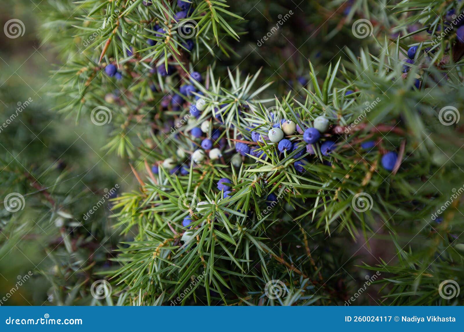 Juniper Berries on a Tree Branch Stock Image - Image of produce ...
