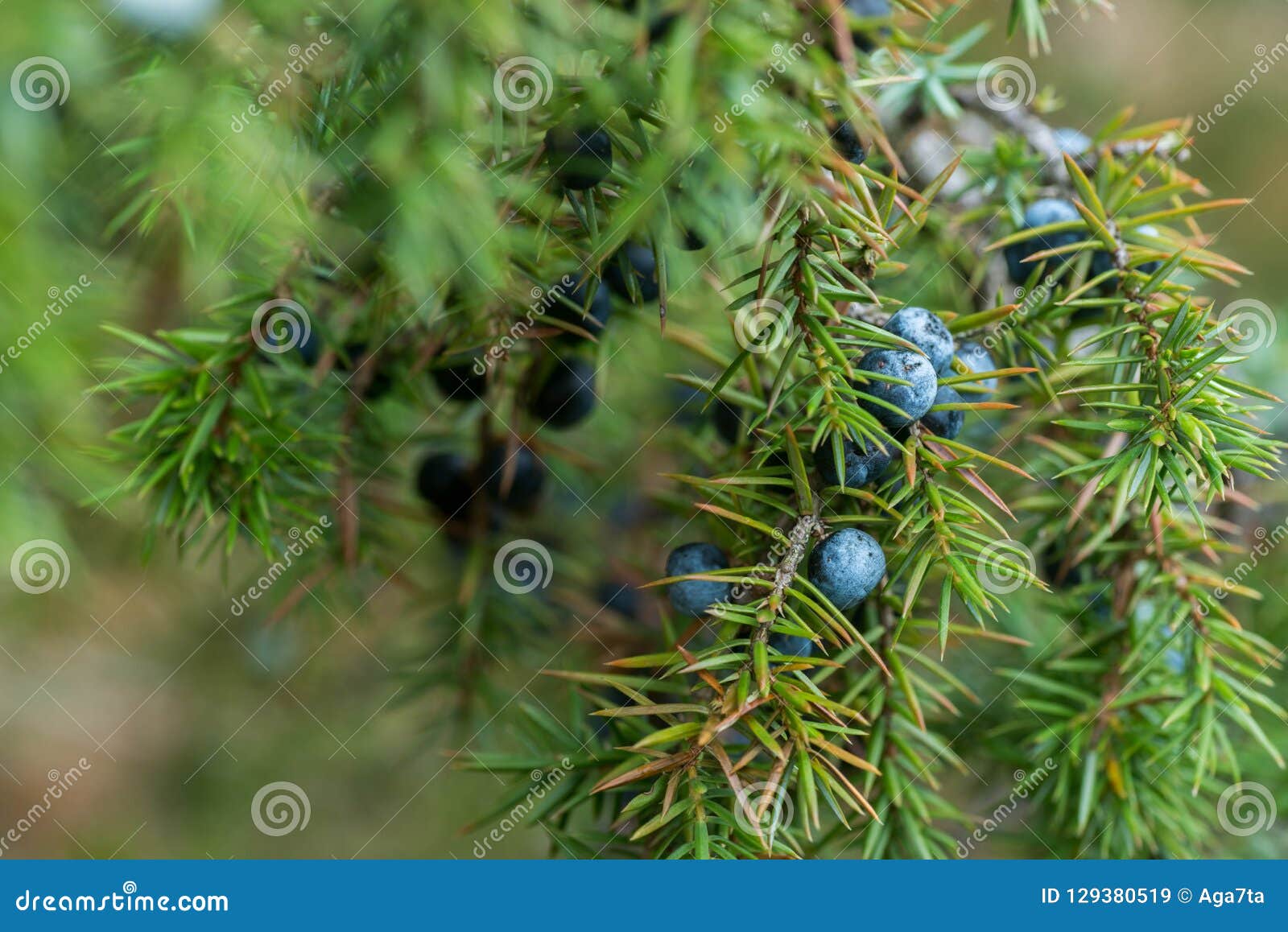 Juniper Berries on Twig Macro Stock Image - Image of color, coniferous ...