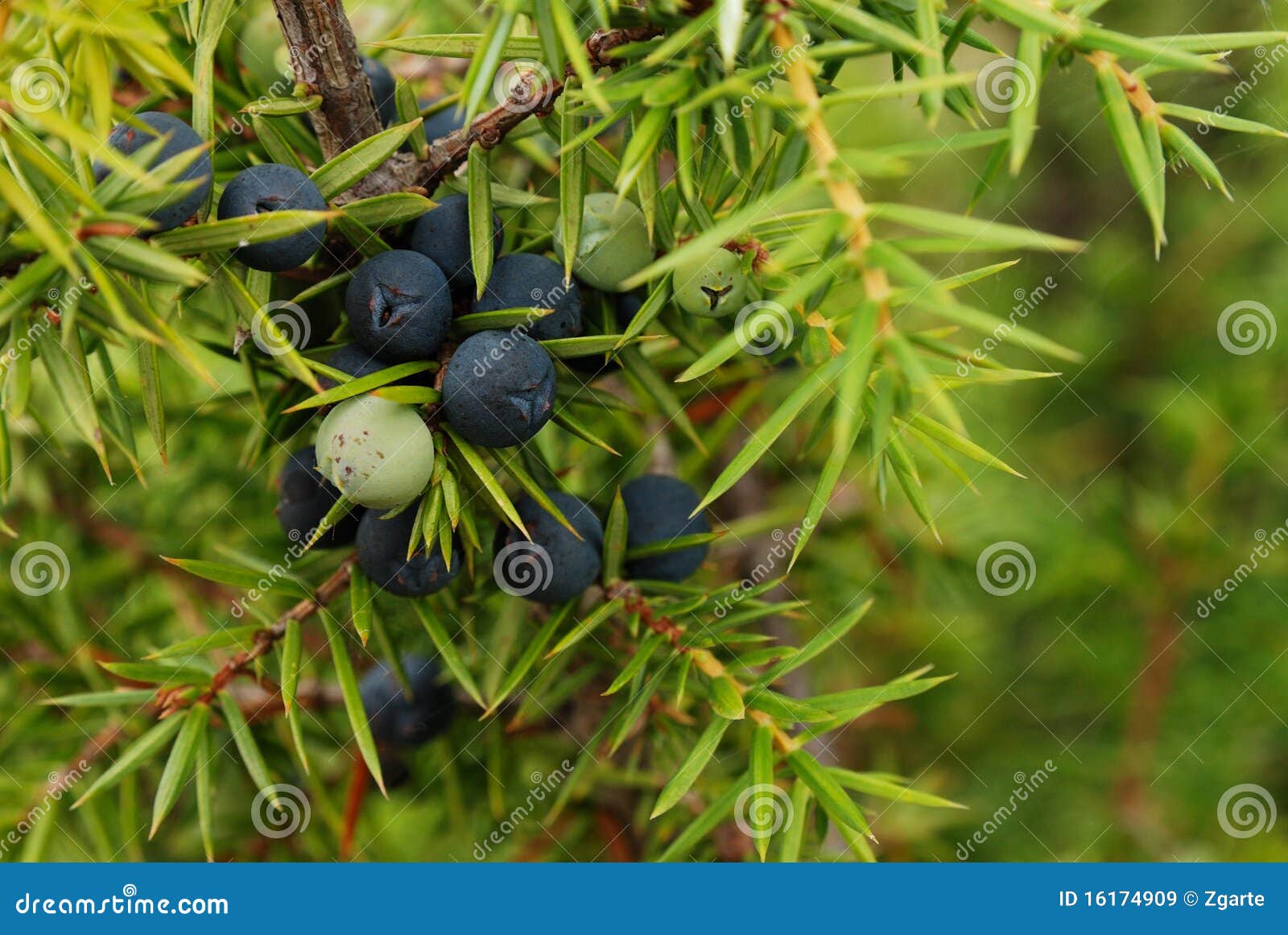Juniper berry stock image. Image of green, aliment, food - 16174909