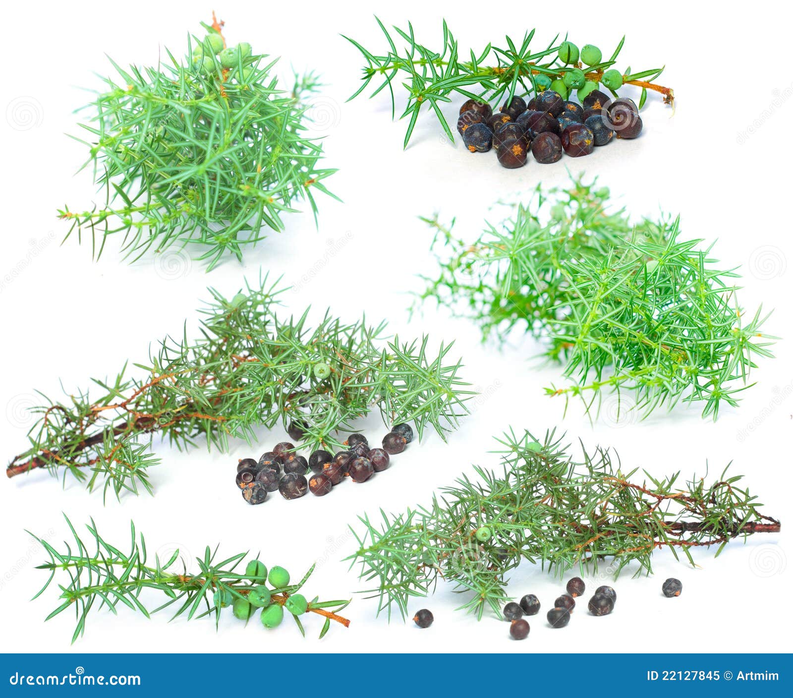 Juniper Berry with Green Branch Stock Image - Image of studio, plant ...