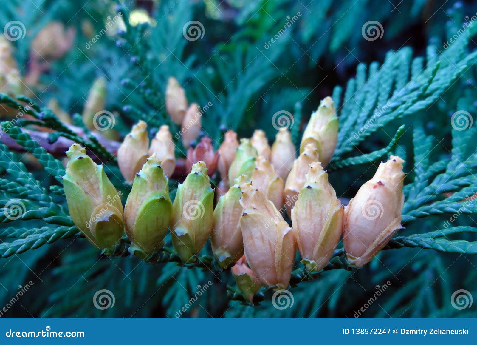 Juniper Bloom in Summer or Spring in the Garden Stock Image - Image of ...