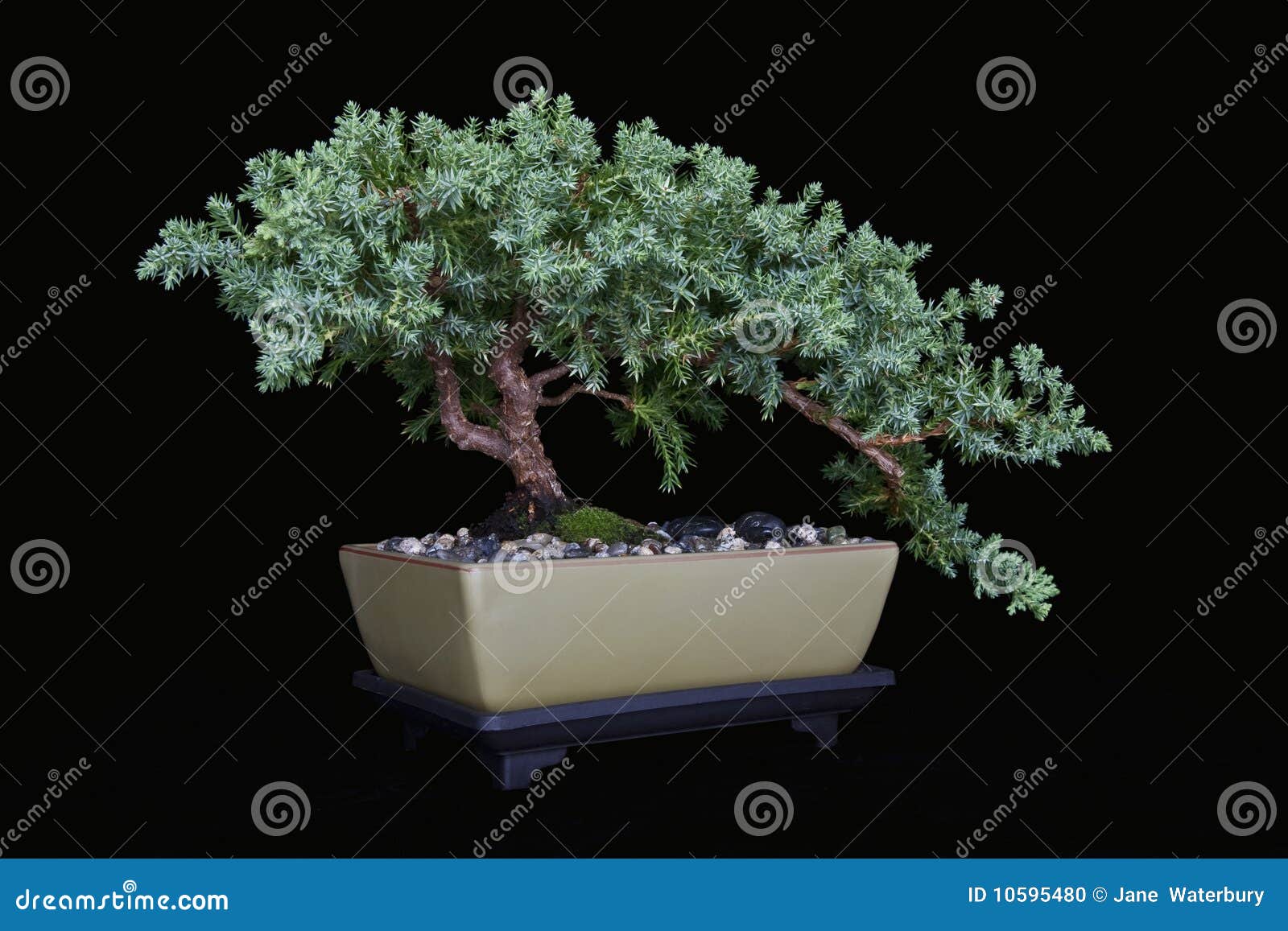 Juniper Bonsai on Black No 2 Stock Photo - Image of green, balance ...