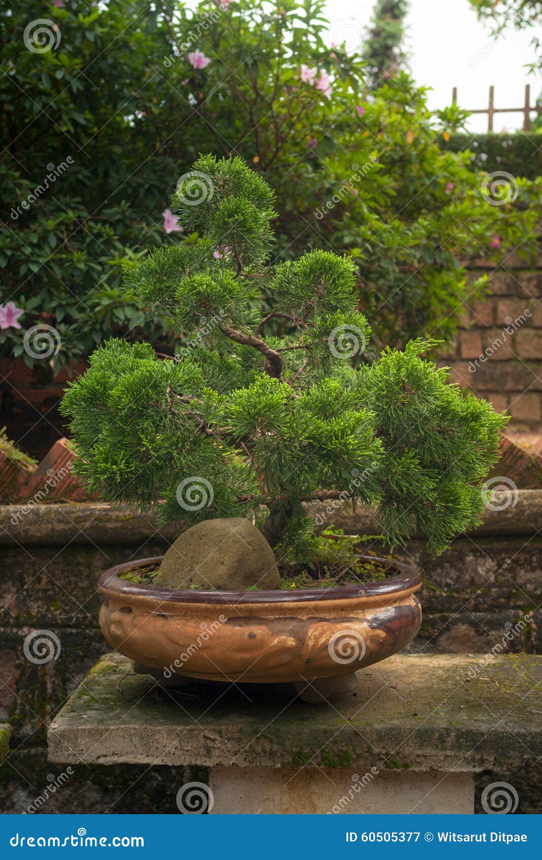 Juniper Bonsai in Tradition Pottery Stock Image - Image of asian, curve ...