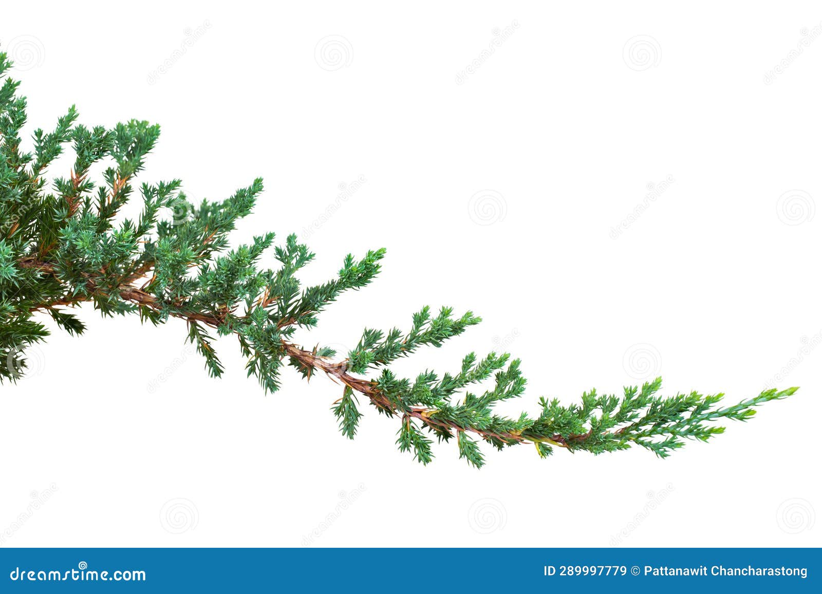 Juniper Bonsai Tree of Pine in Pottery with Copy Space on White for Add ...