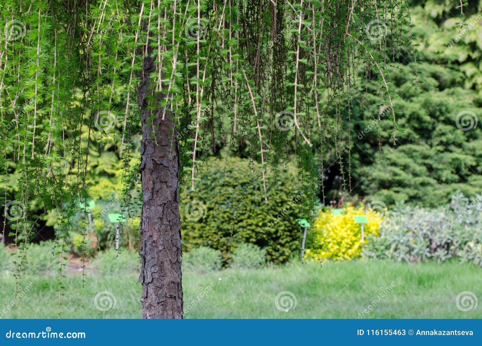 Juniper Tree Trunk and Branches Stock Image - Image of needle, sprout ...