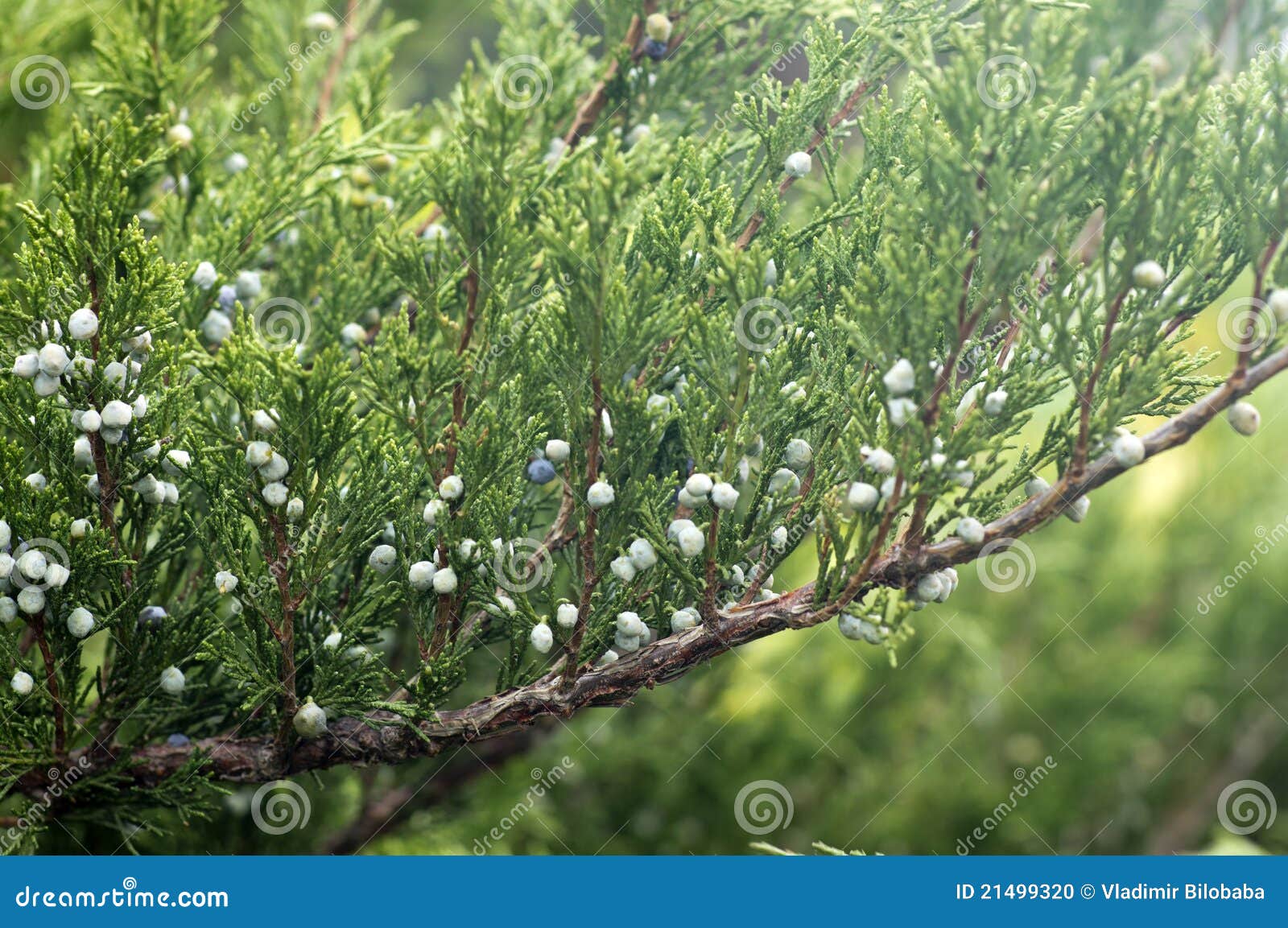 Juniper branch stock photo. Image of beautiful, happiness - 21499320