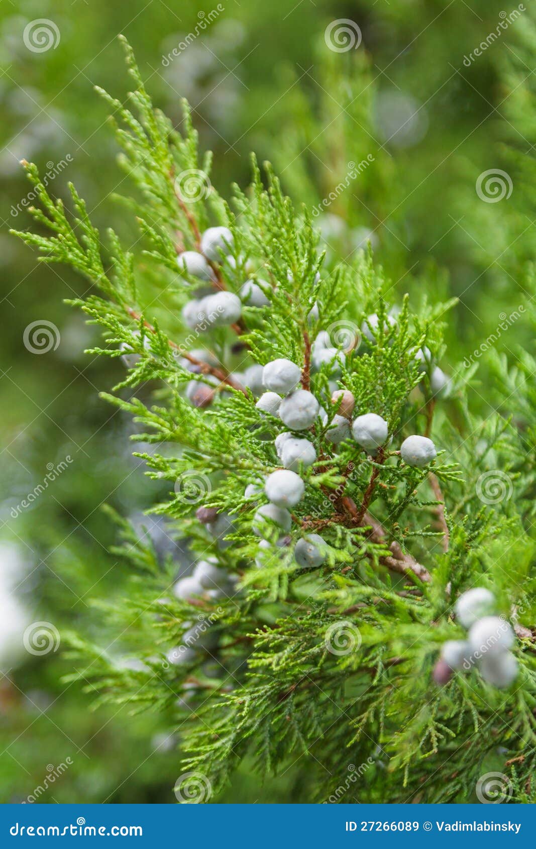 Juniper branch stock image. Image of green, shrub, crimea - 27266089