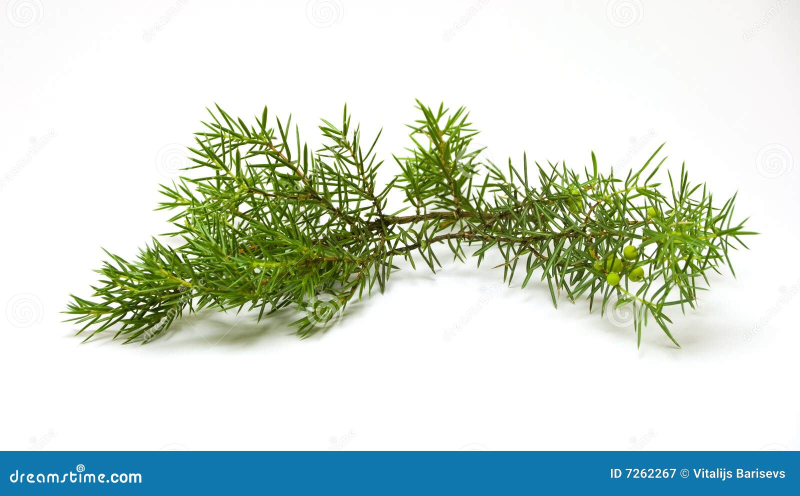 Juniper branch stock image. Image of tree, decorative - 7262267