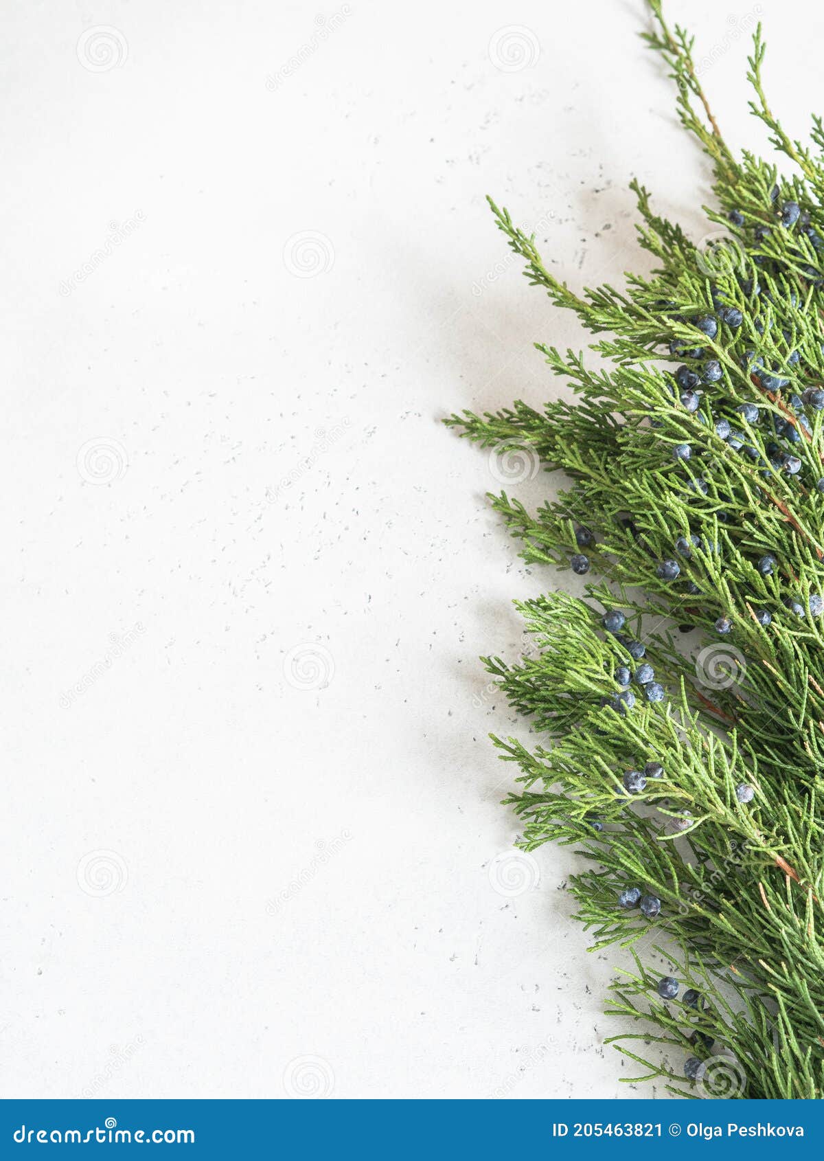 Juniper Branch and Berries Border on White Background Stock Image ...