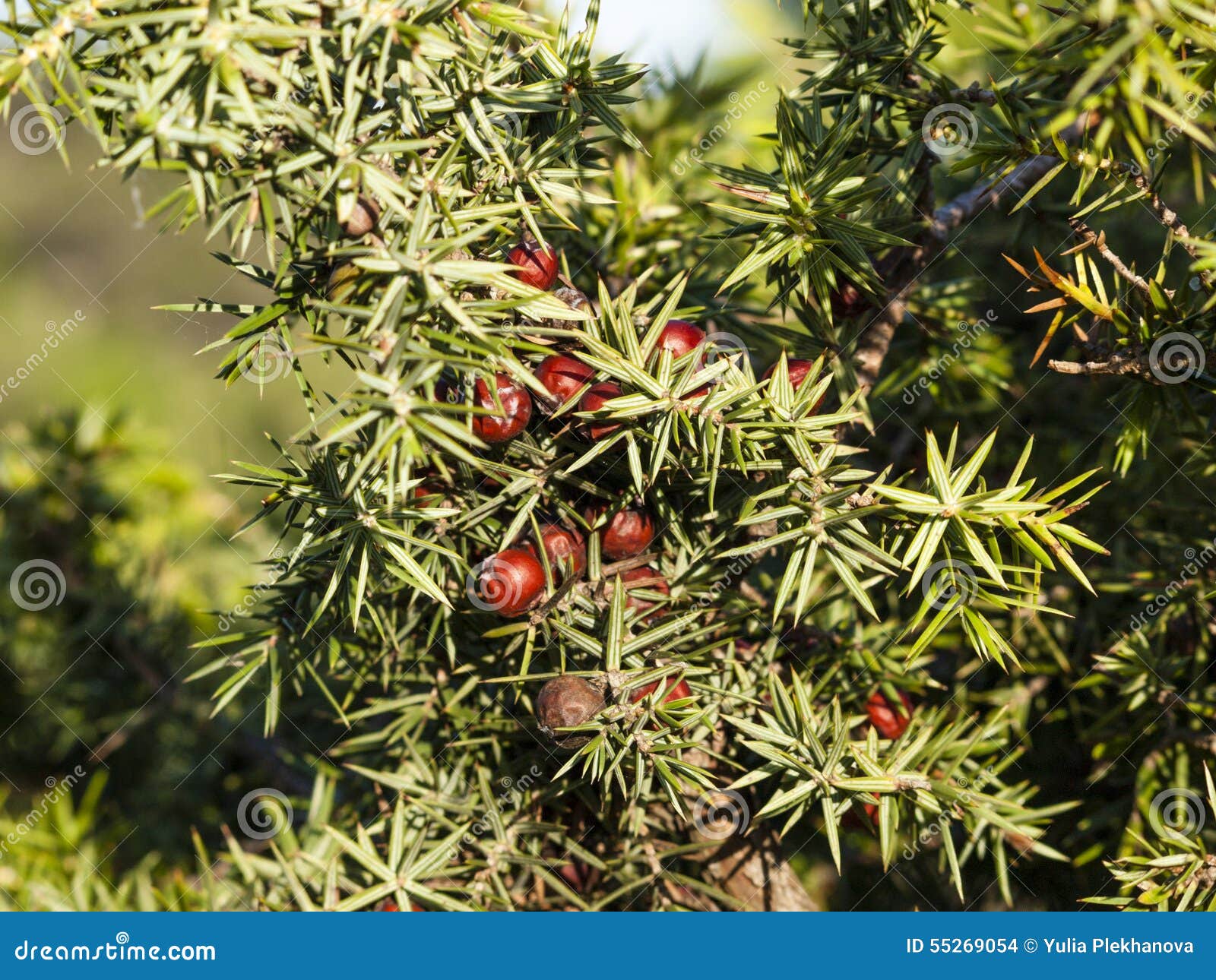 Juniper stock photo. Image of plants, tree, frame, barb - 55269054