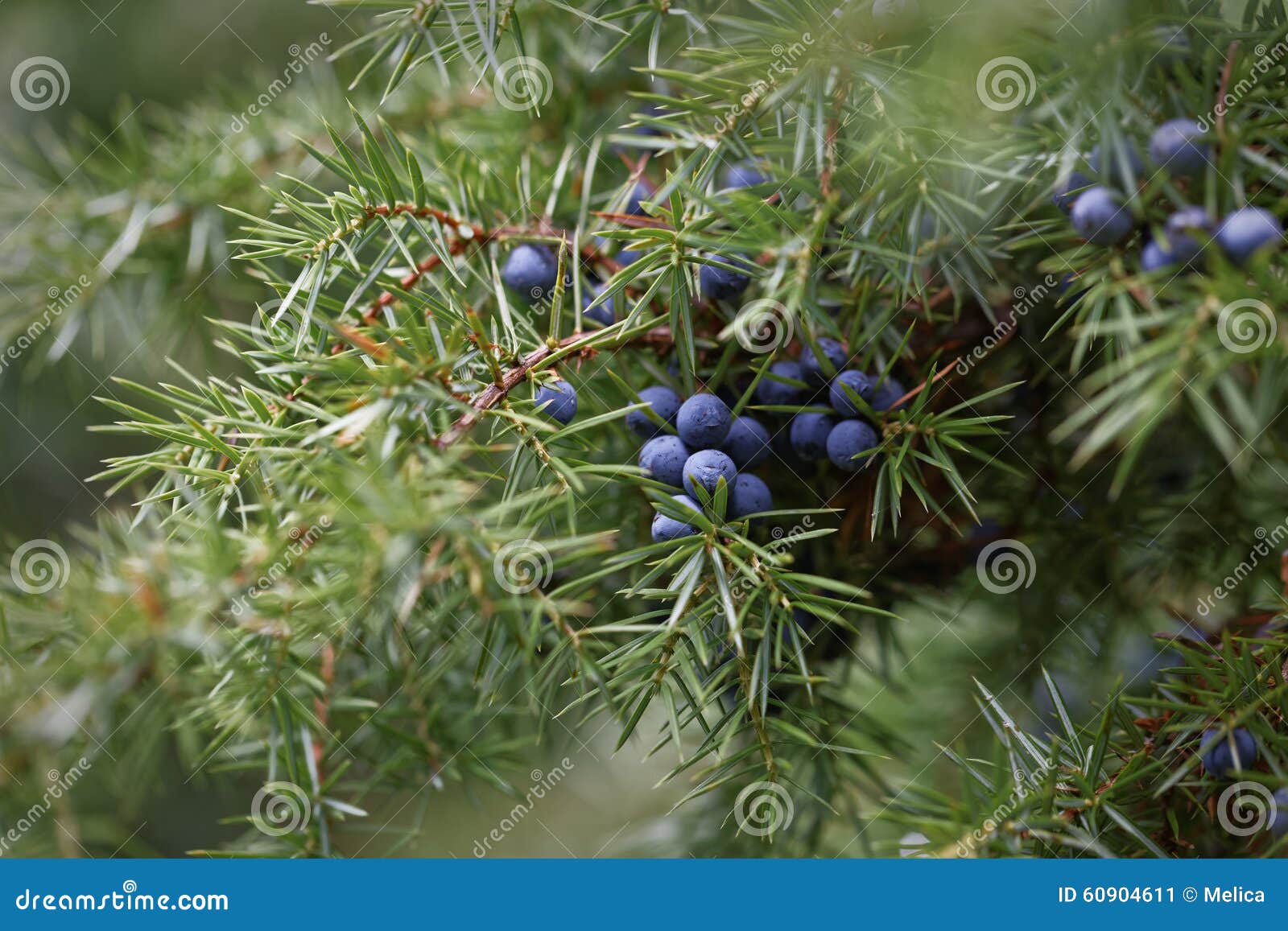 Juniper Branch with Berries Stock Image - Image of flora, blue: 60904611