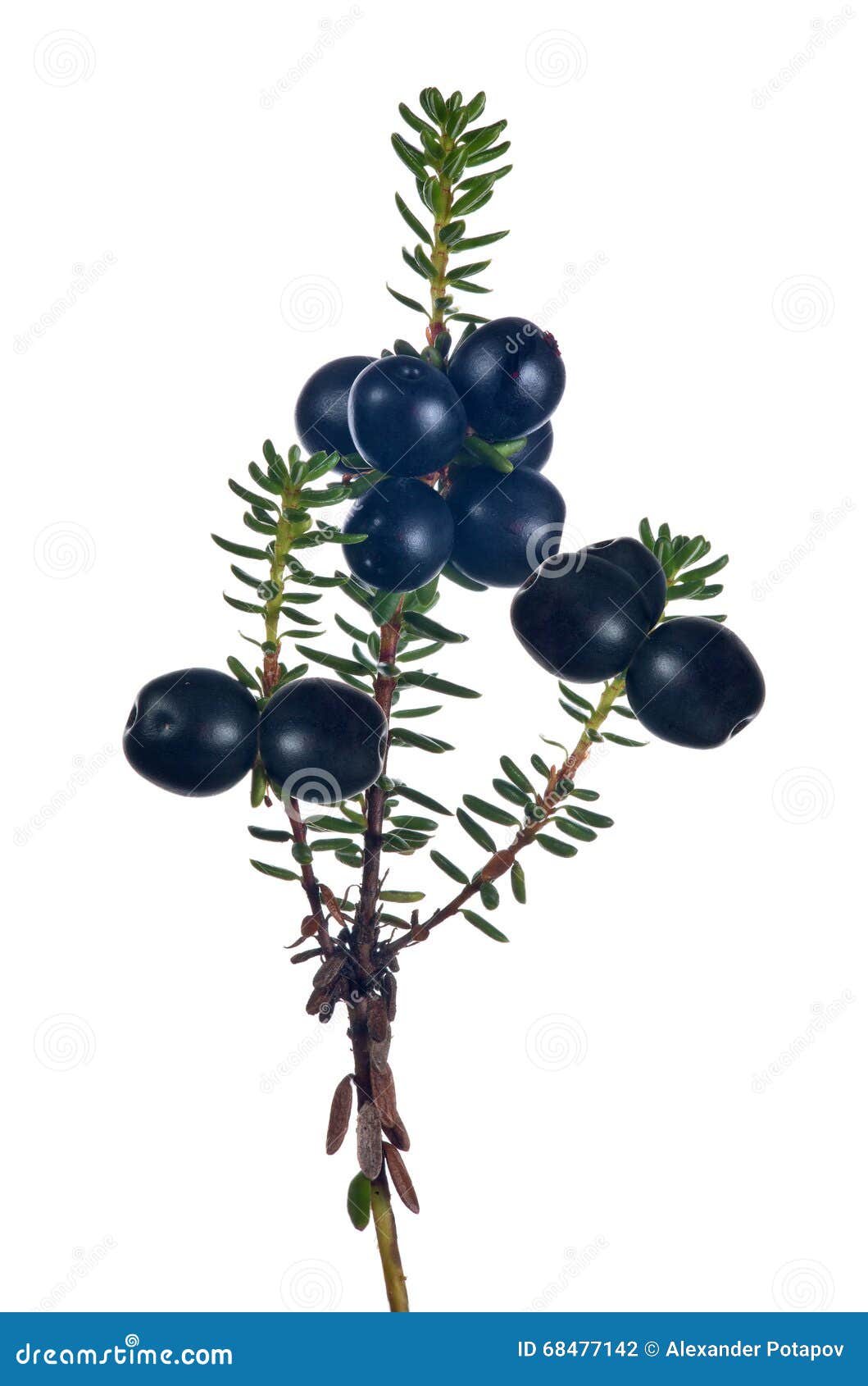 Juniper Branch with Black Berries on White Stock Photo - Image of twig ...