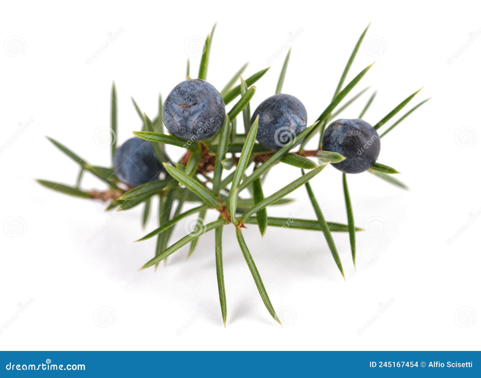 Juniper Branch with Blue Berries Stock Photo - Image of junipers ...