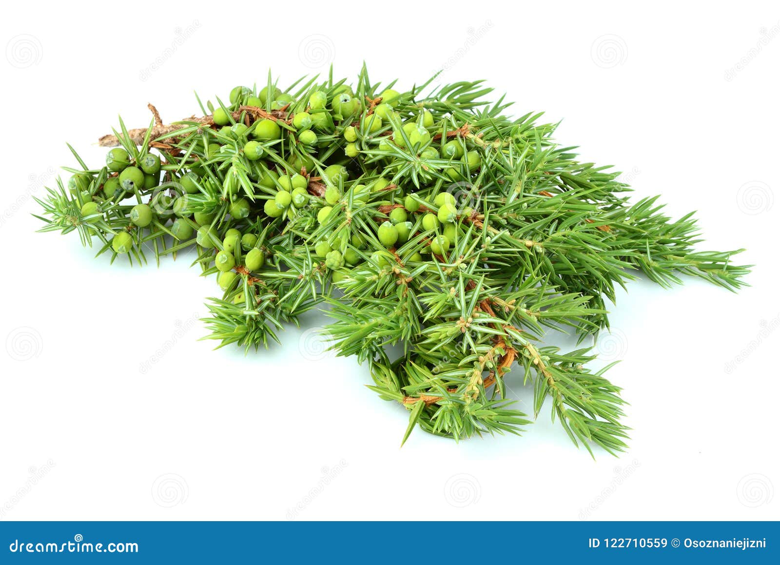 Juniper branch close-up. stock image. Image of evergreen - 122710559
