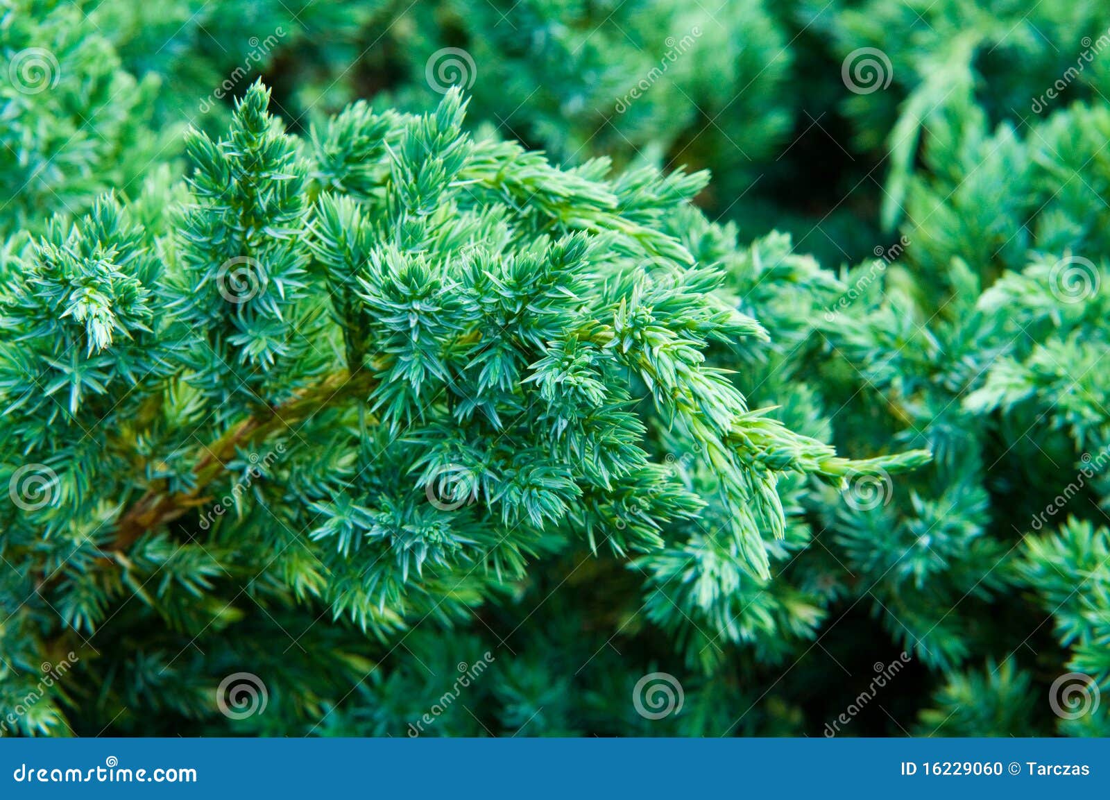 Juniper branch closeup stock photo. Image of coniferous - 16229060
