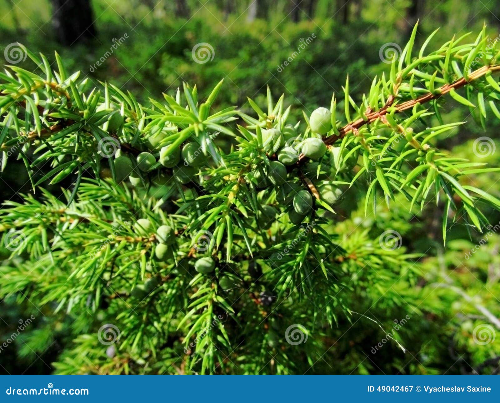 Juniper stock image. Image of scrub, unripe, vegetation - 49042467