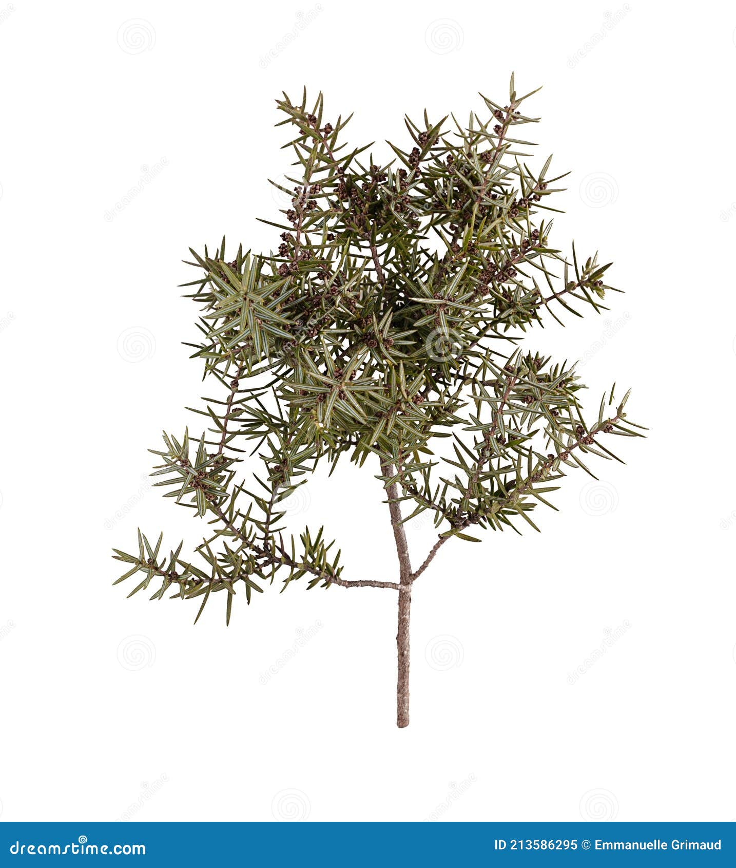 Juniper Branch Juniperus Oxycedrus Stock Image - Image of detached ...