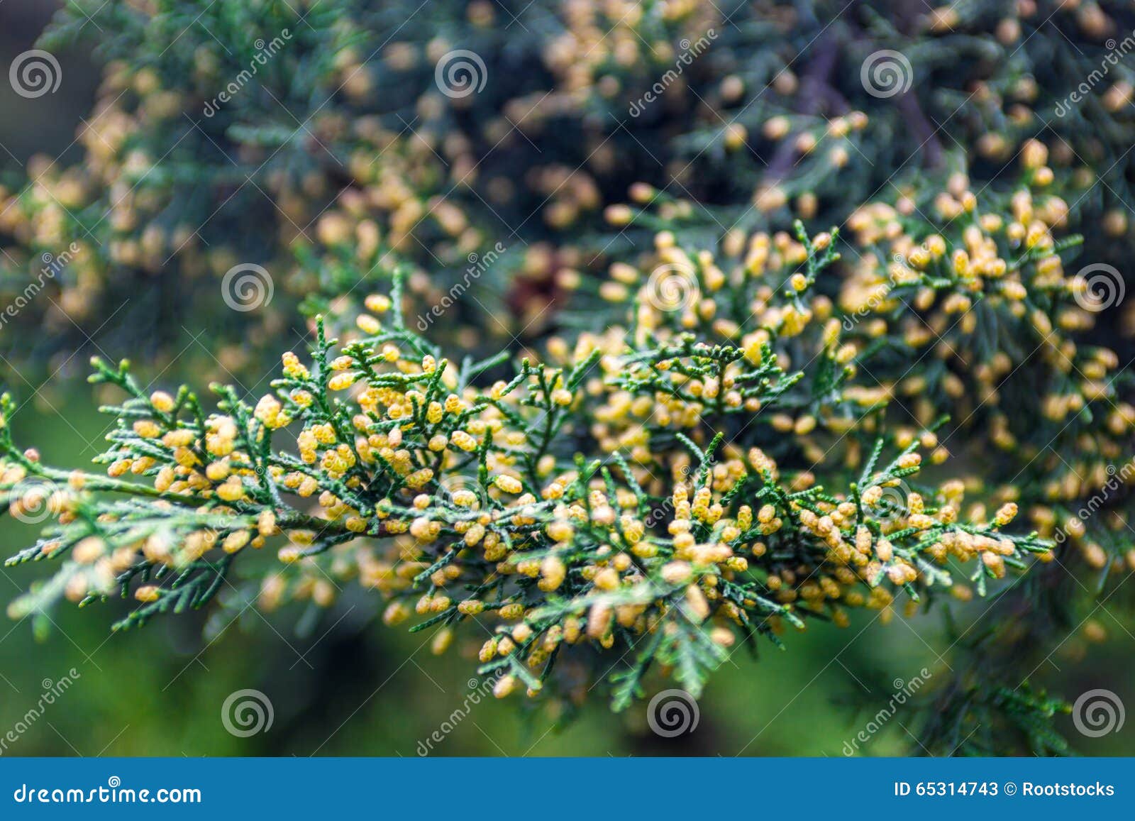 Juniper Branch with Pollen-producing Male Cones Stock Image - Image of ...