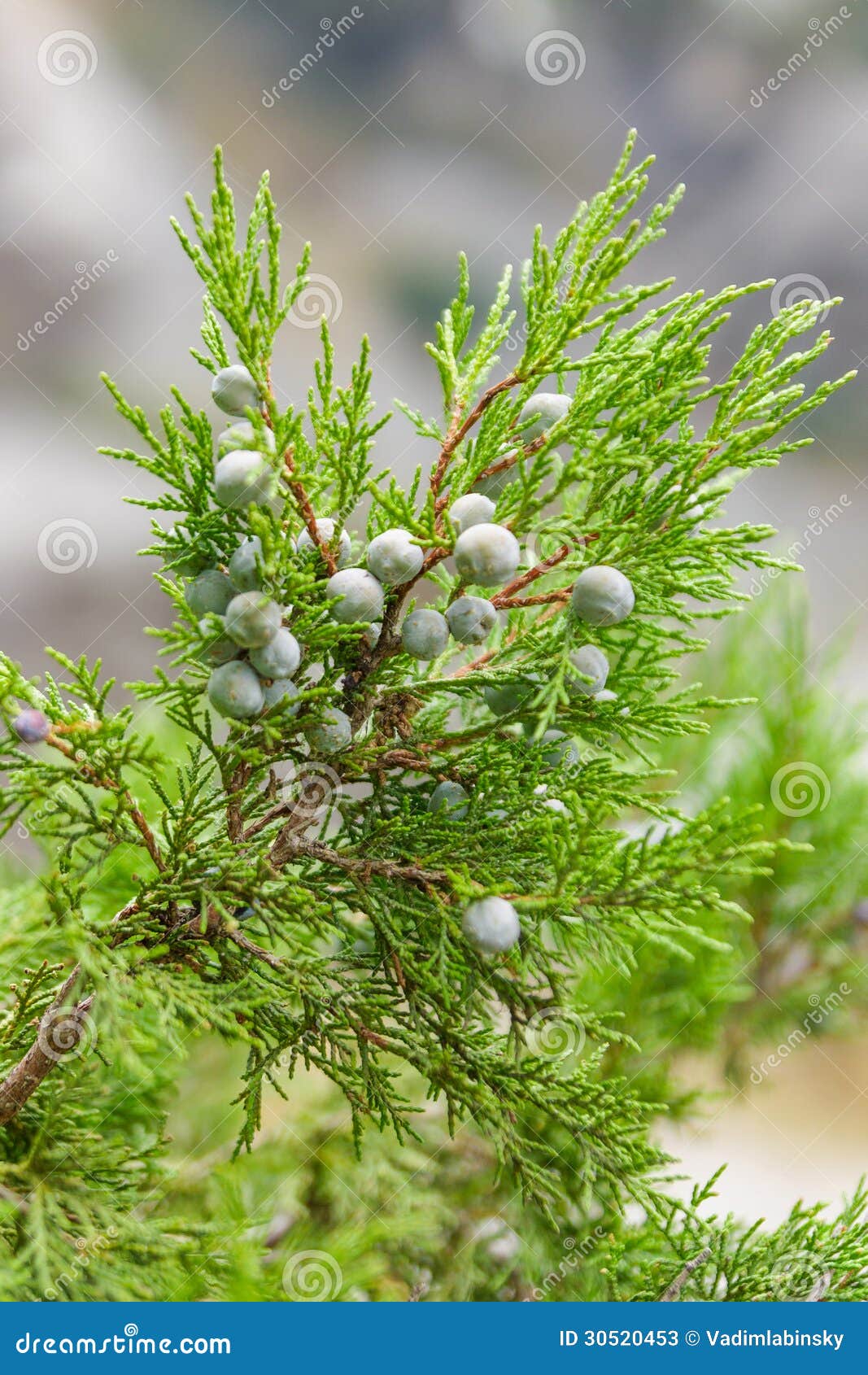 Juniper branch stock image. Image of plant, summer, juniper - 30520453