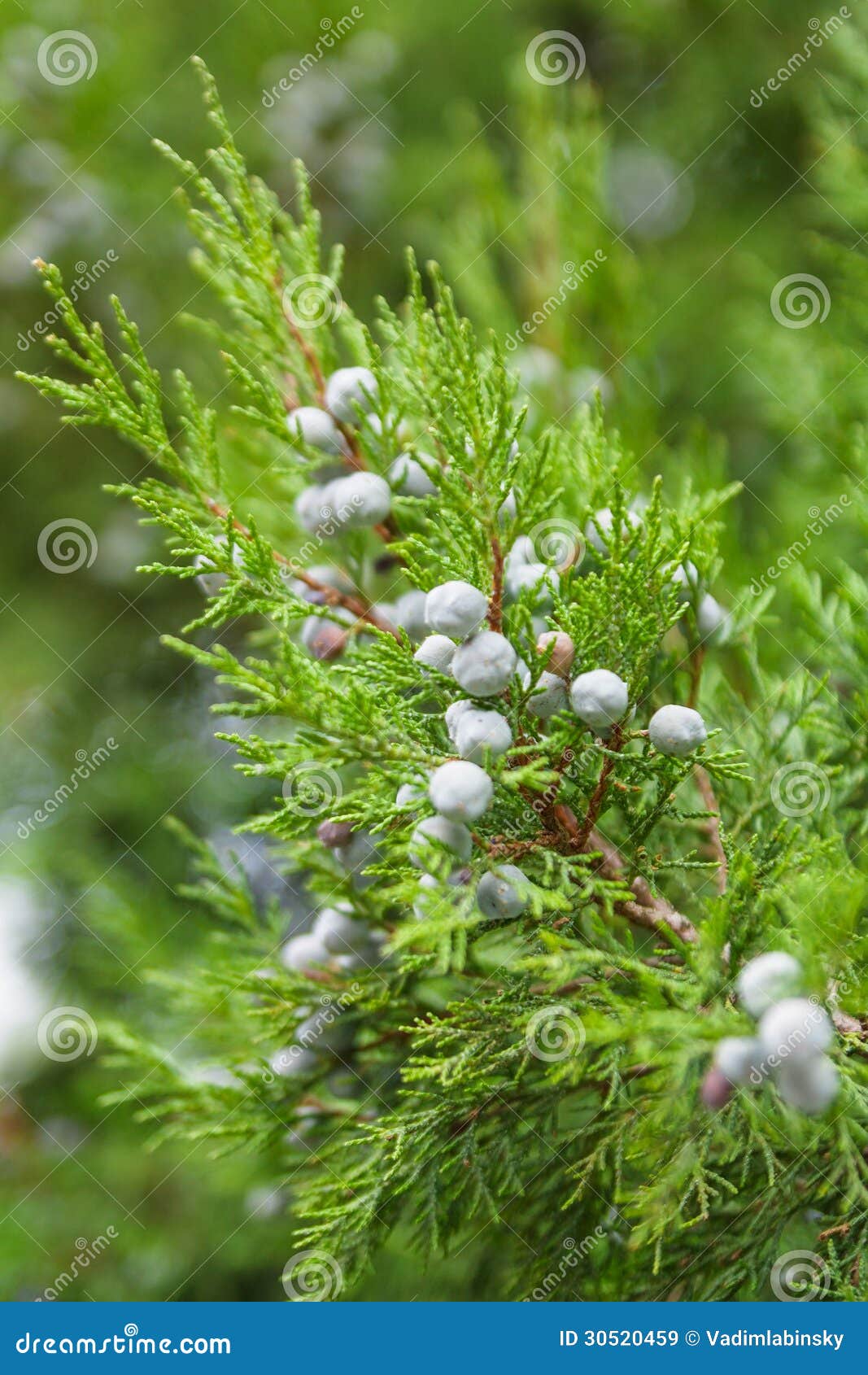 Juniper branch stock image. Image of summer, nature, green - 30520459