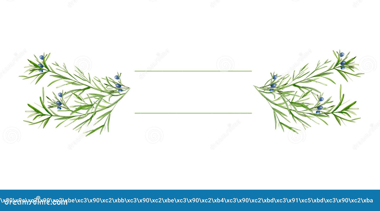 Juniper Branches with Berries Frame Border Watercolor Stock ...