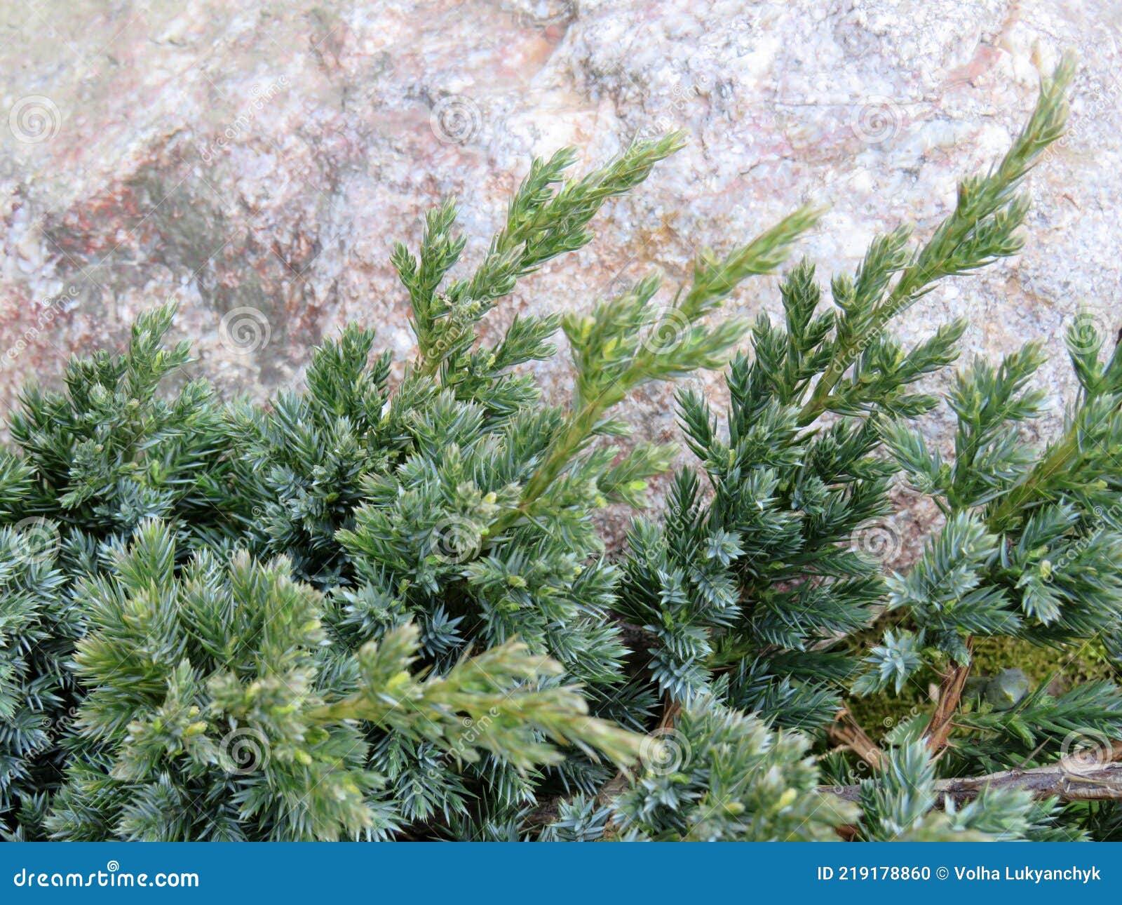 Juniper Branches on a Bush Close Up Stock Photo - Image of coniferous ...