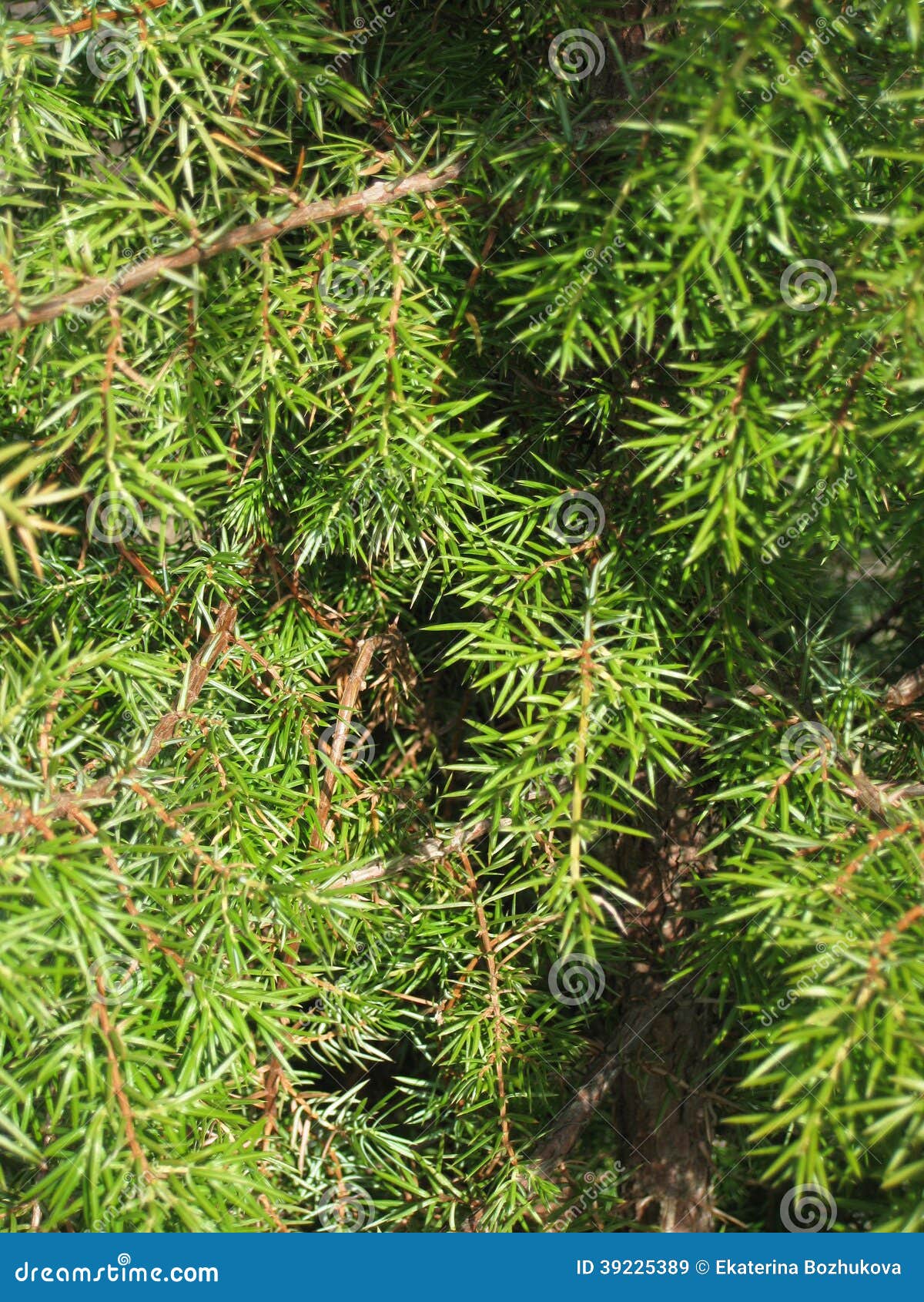 Juniper Branches. Close Up. Stock Image - Image of macro, small: 39225389