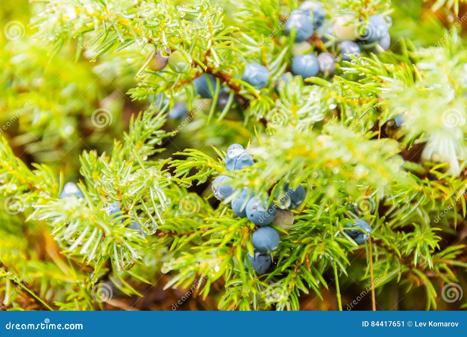 Juniper on branches stock image. Image of fall, tree - 84417651