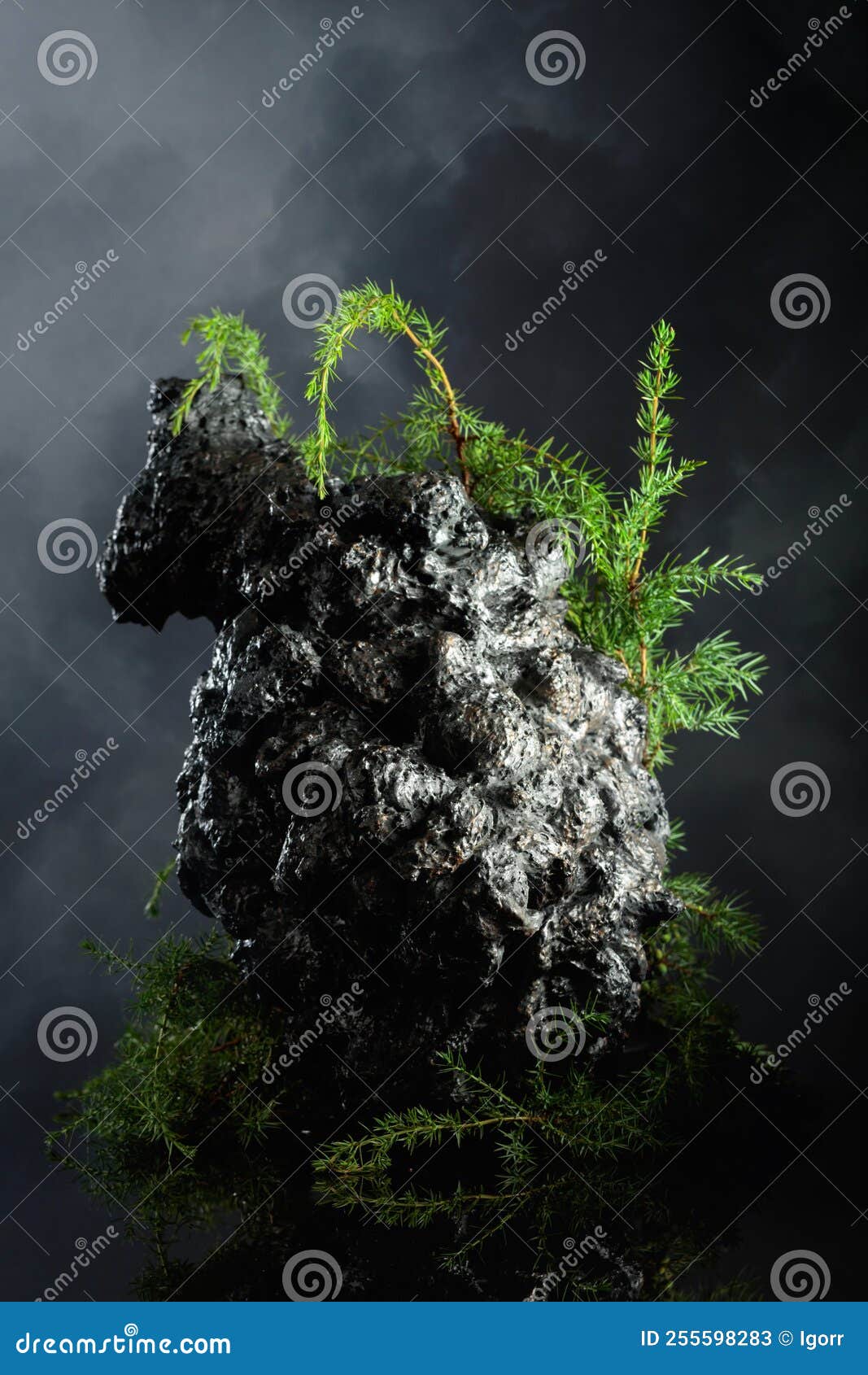 Juniper Branches and Grey Stone Stock Image - Image of natural, juniper ...