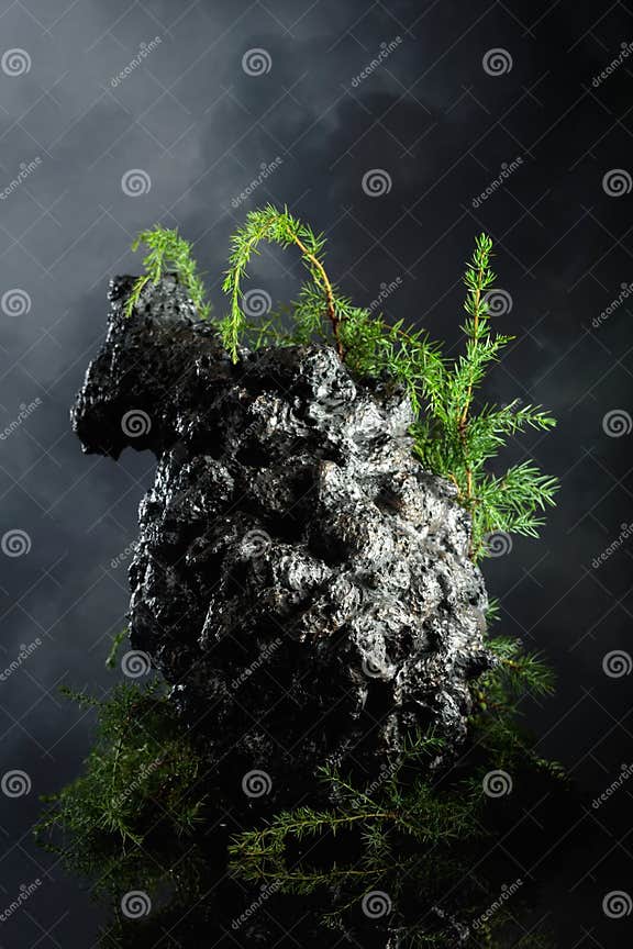 Juniper Branches and Grey Stone Stock Image - Image of natural, juniper ...