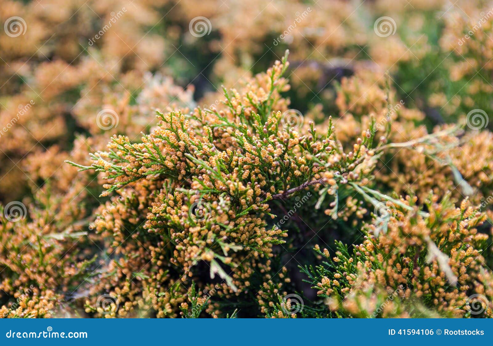 Juniper Branches with Lots of Yellow Pollen-producing Male Cone Stock ...